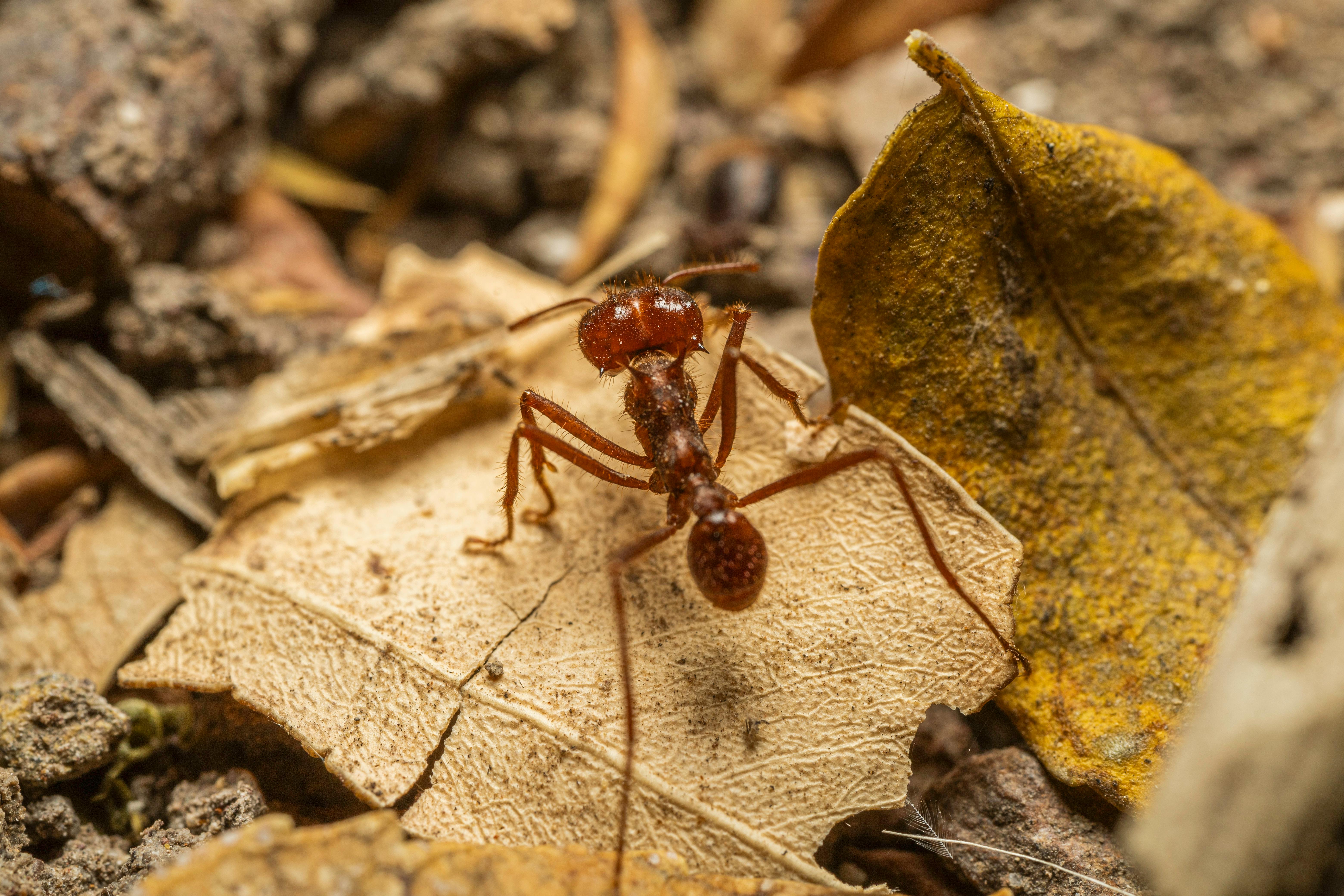Close-Up of an Ant on Autumn Leaves · Free Stock Photo