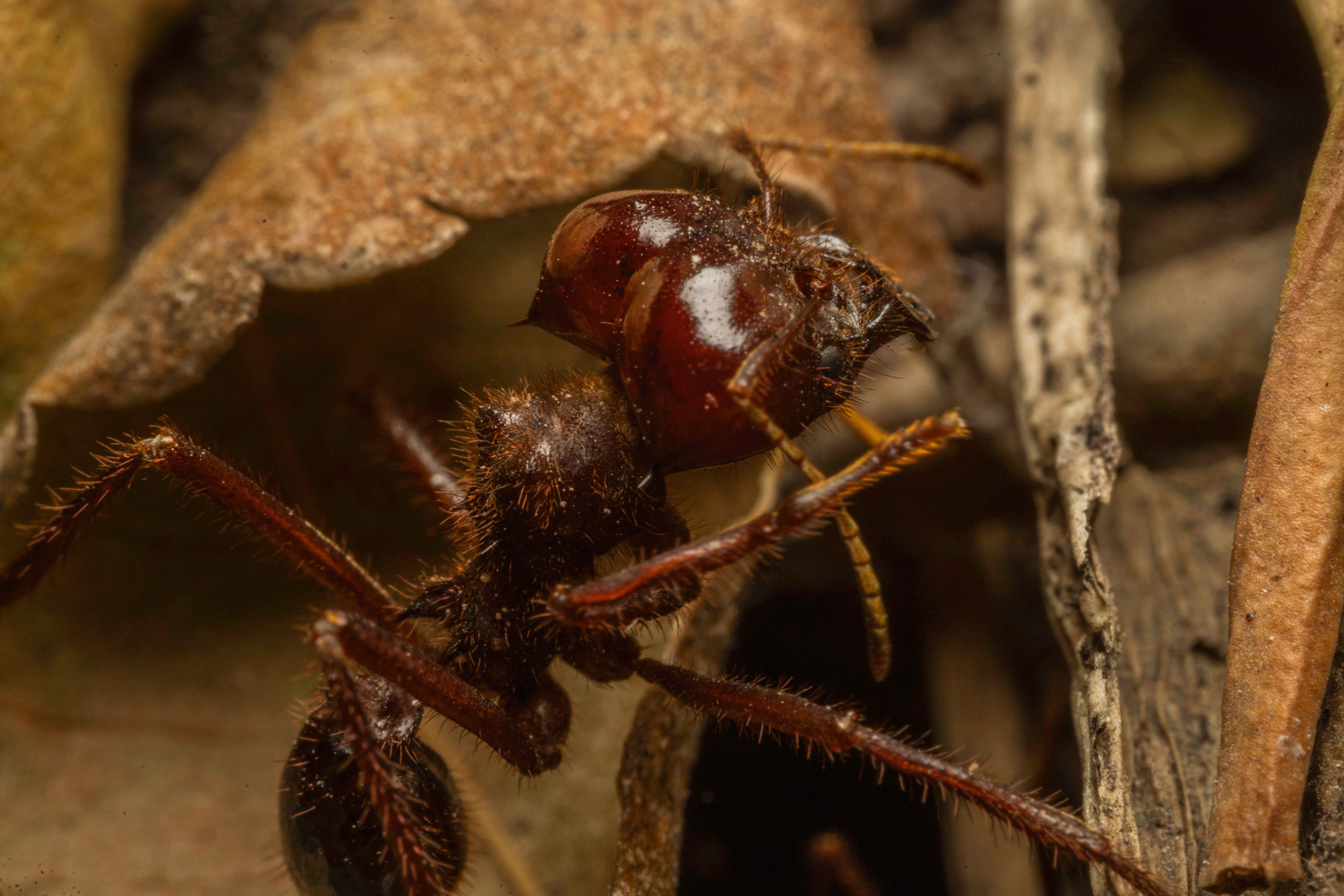 Close-up Macro Shot of Leafcutter Ant · Free Stock Photo