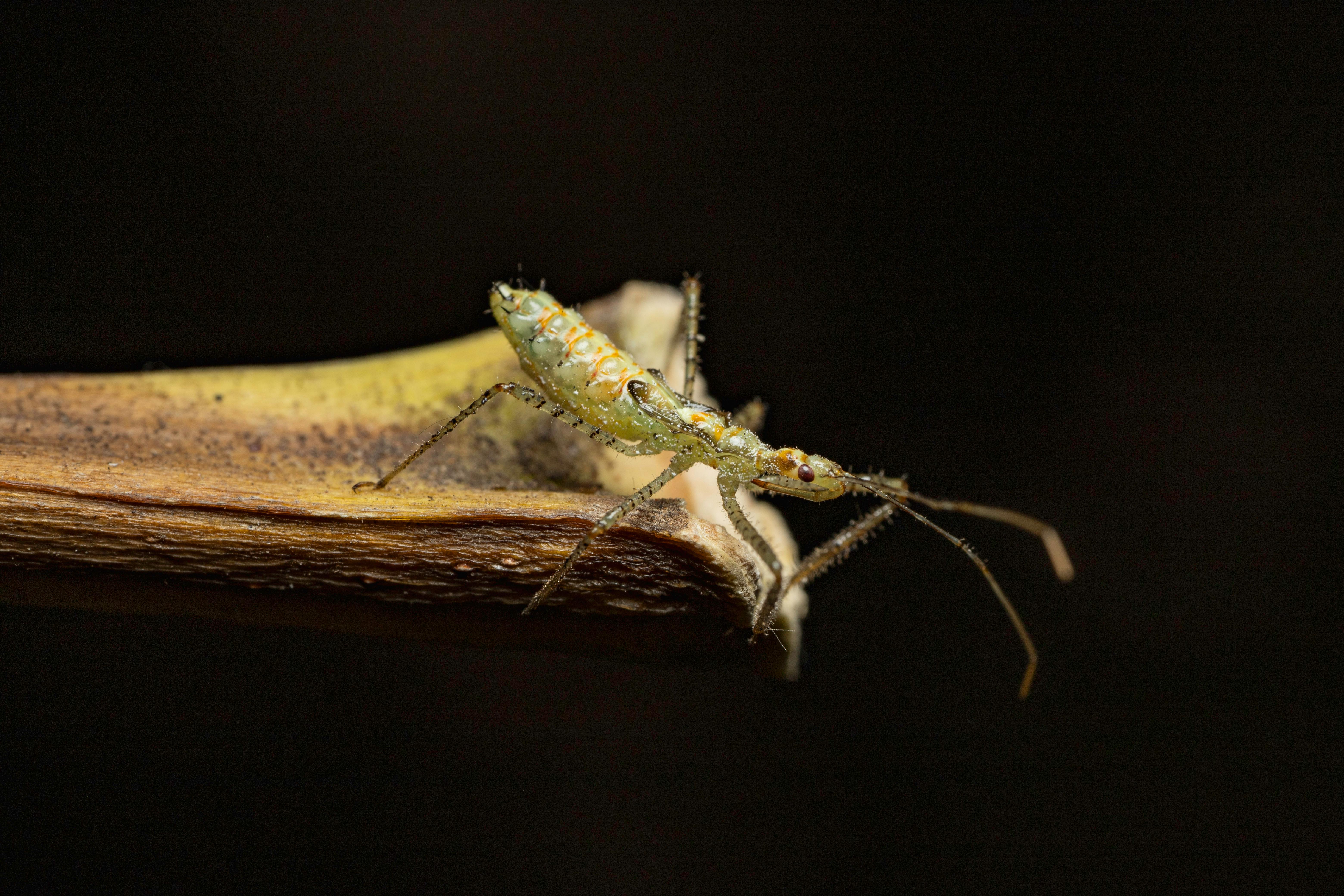 Night Branch Photos, Download The BEST Free Night Branch Stock Photos ...