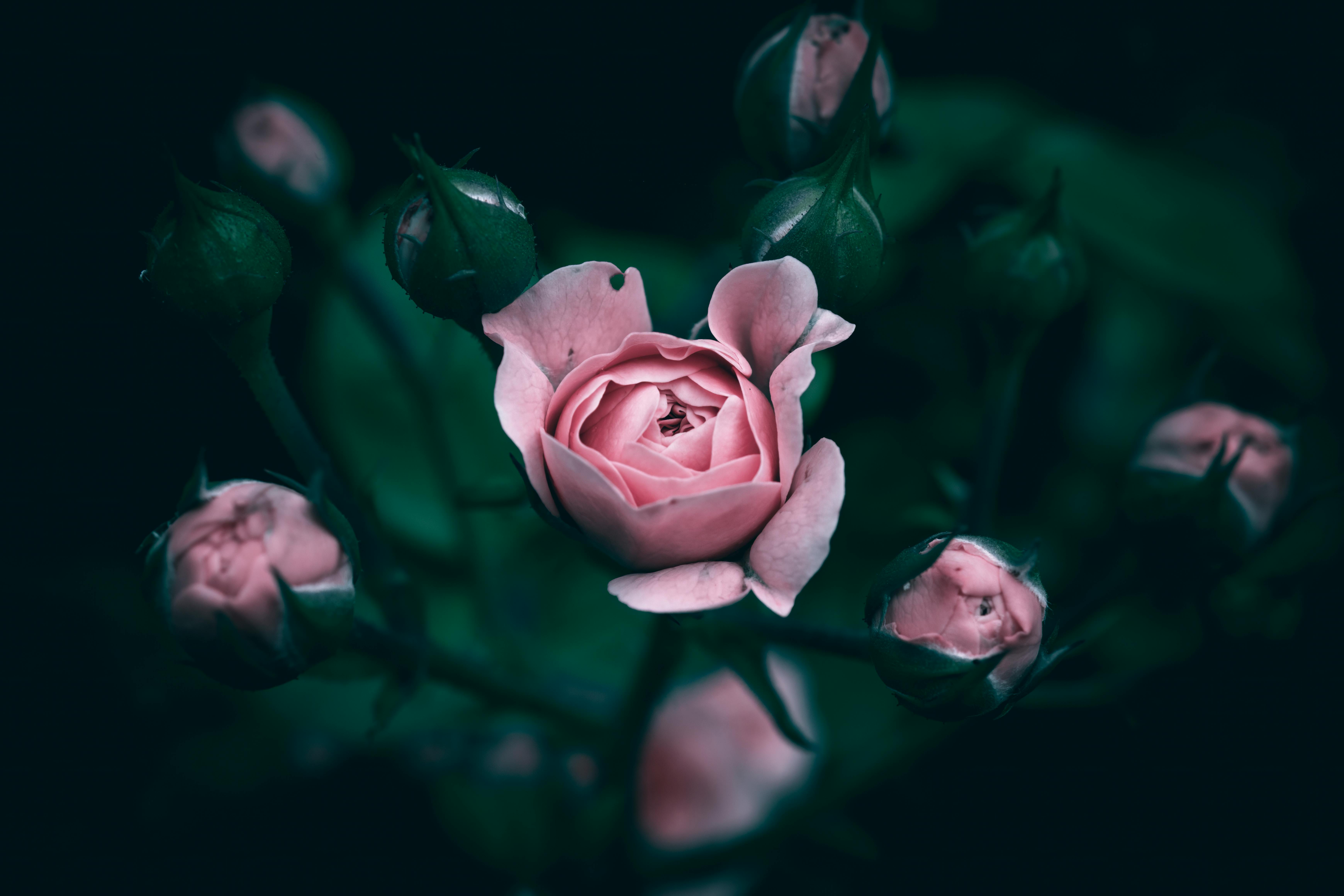 Rose Colored Background Photos, Download The BEST Free Rose Colored ...