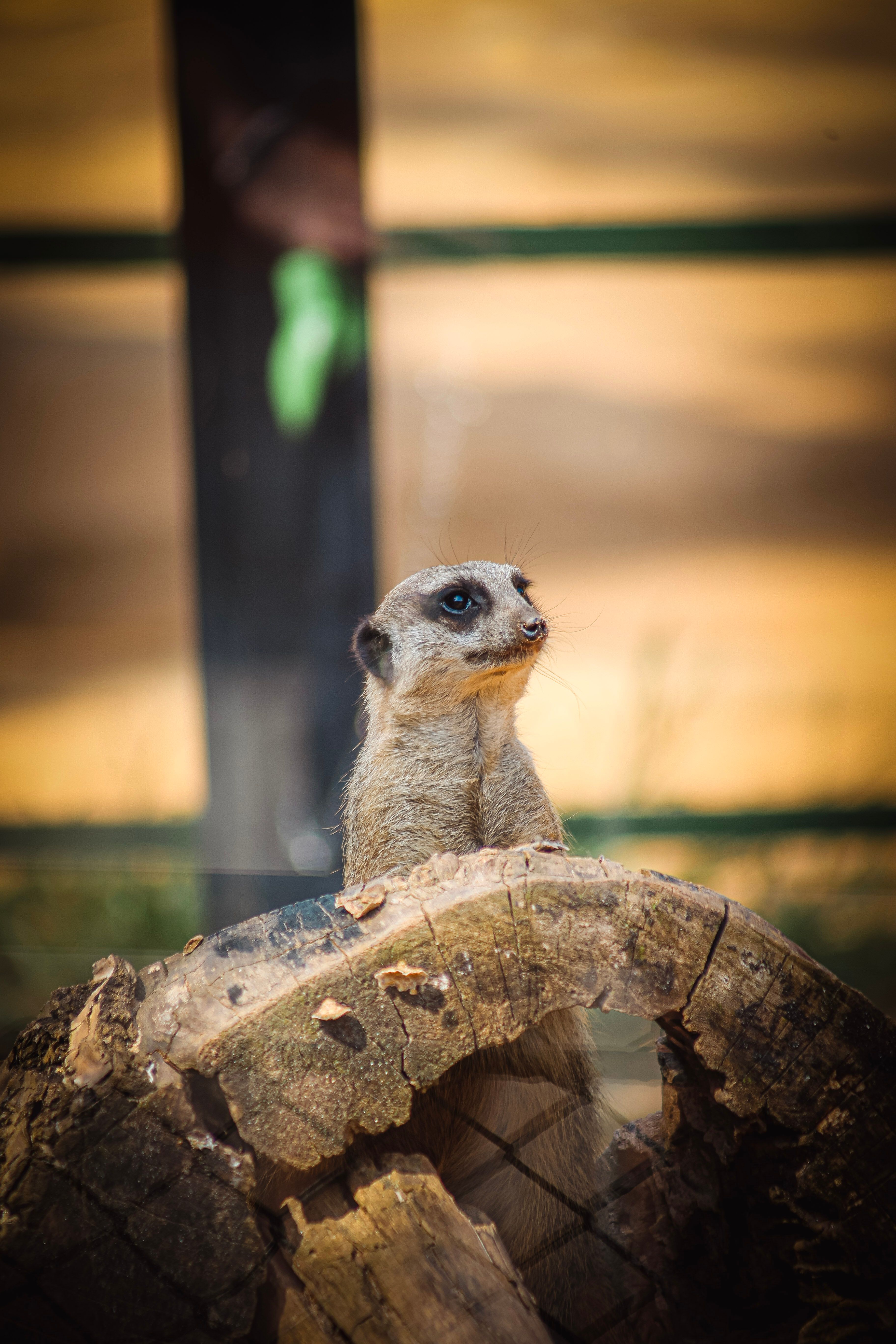 Meerkat Standing on a Log in a Zoo Environment · Free Stock Photo