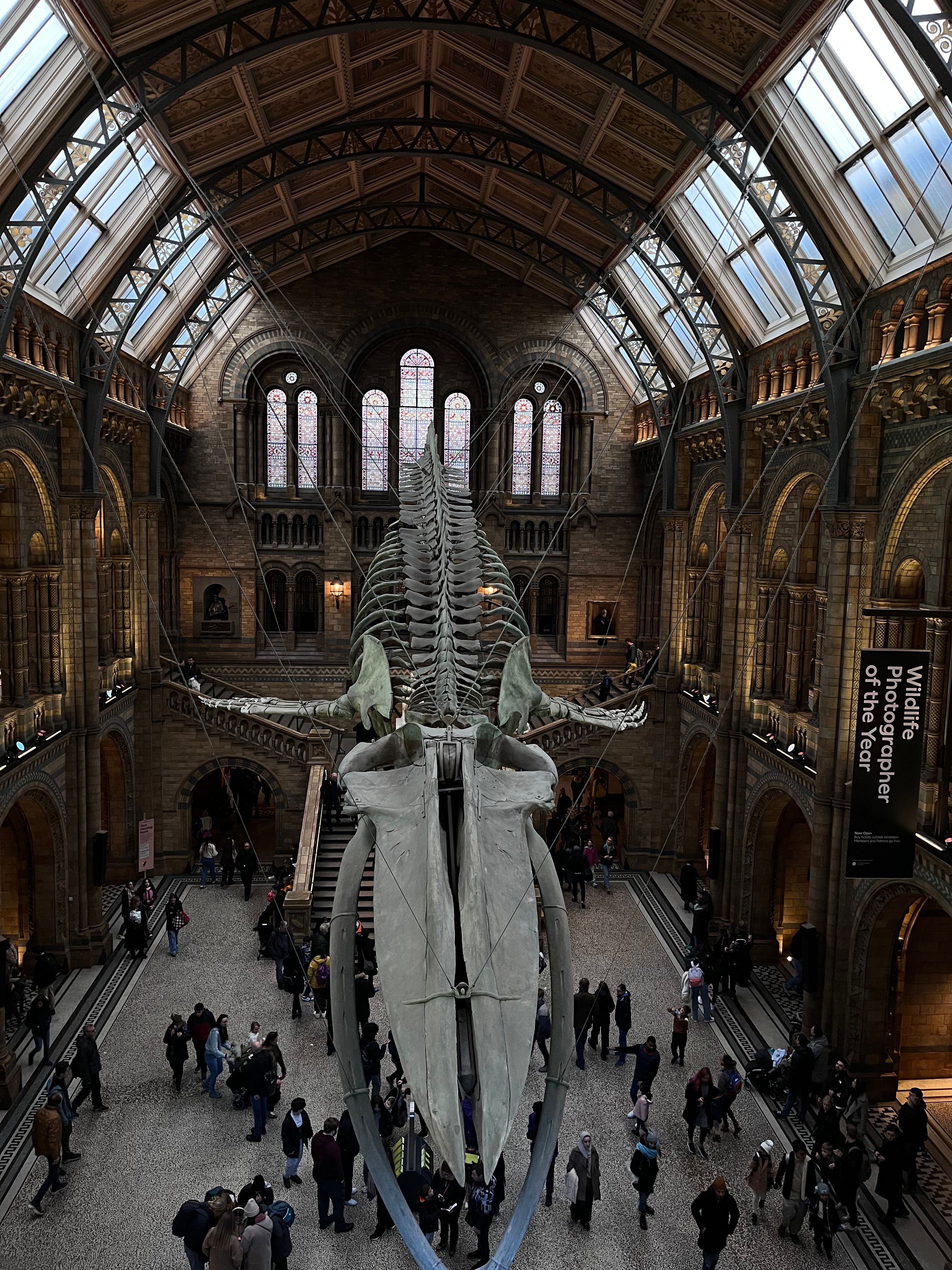 Natural History Museum Whale Skeleton Display · Free Stock Photo