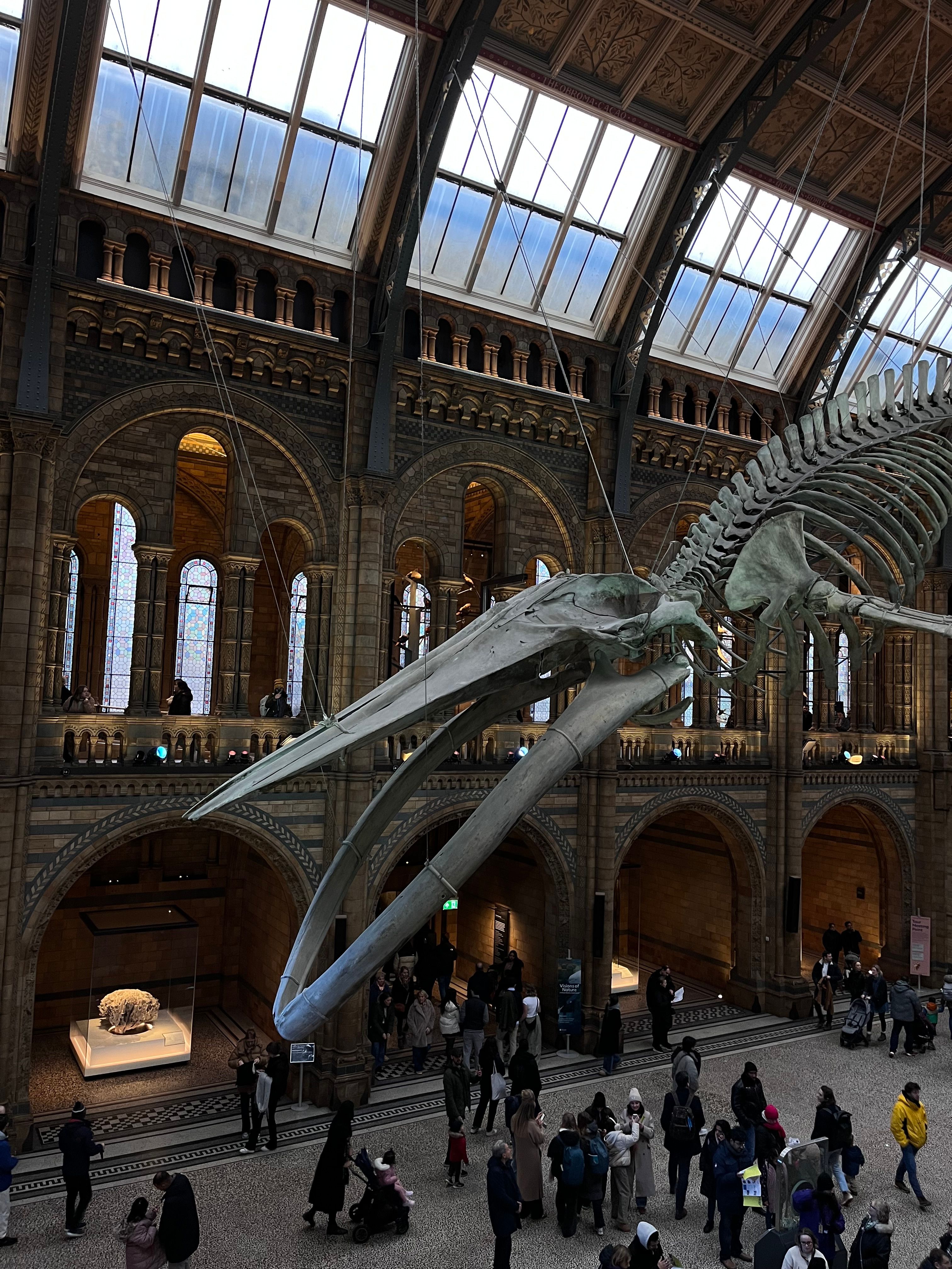 Natural History Museum Interior with Suspended Whale Skeleton · Free ...
