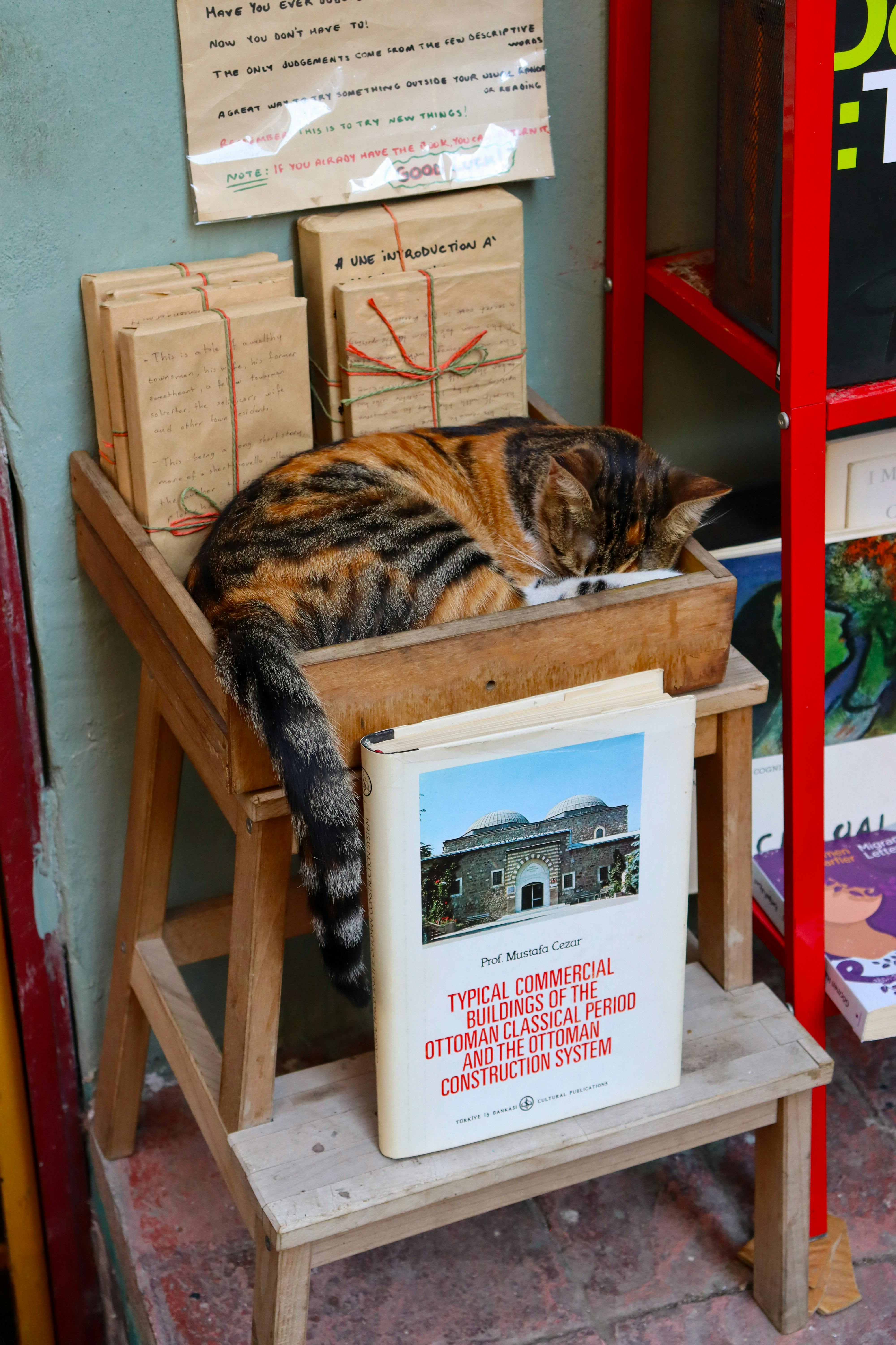 Cozy Cat Sleeping on Books in Outdoor Bookshop · Free Stock Photo