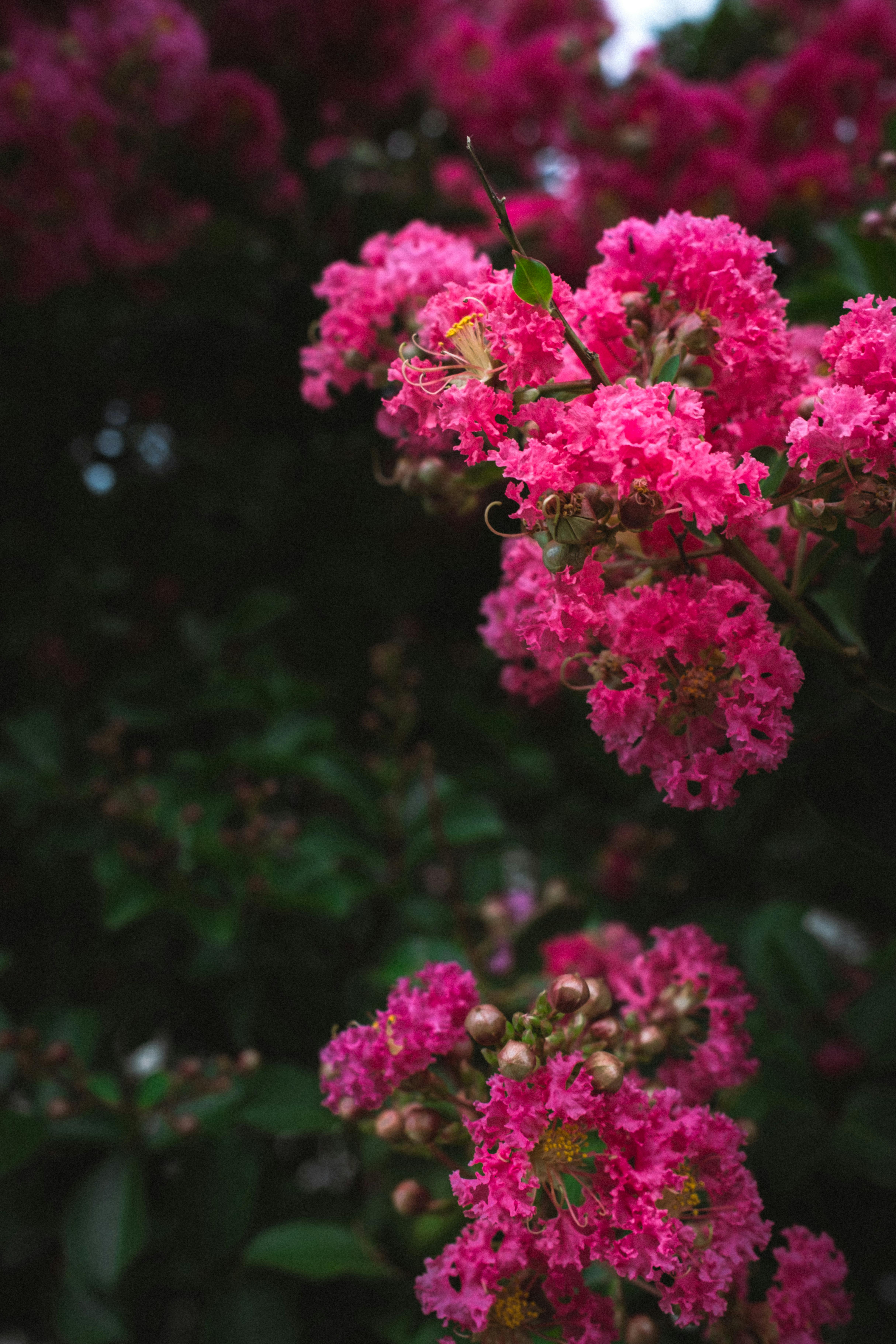 Vibrant Pink Crepe Myrtles in Bloom · Free Stock Photo
