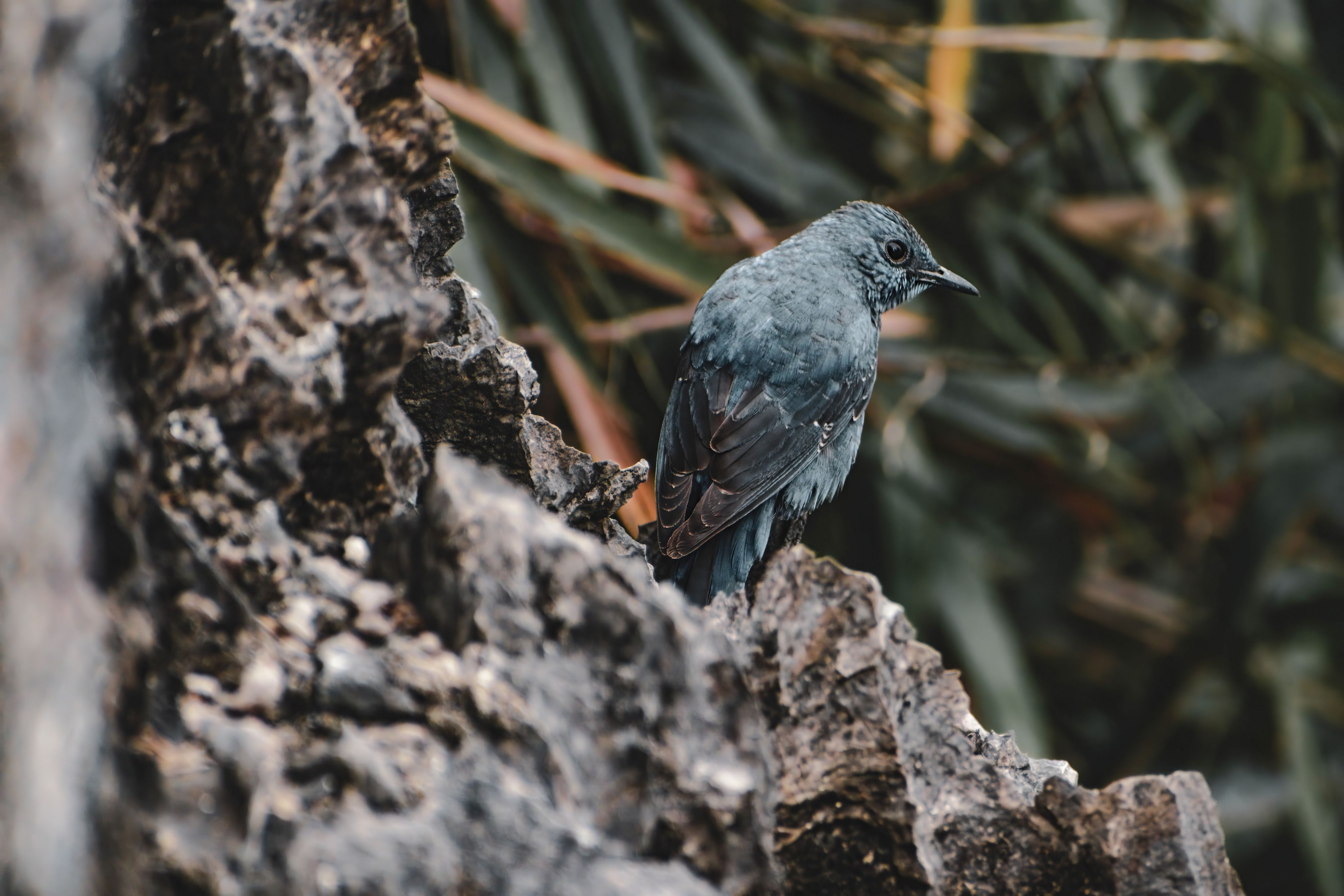 Blue Rock Thrush Perched on Limestone in Vietnam · Free Stock Photo