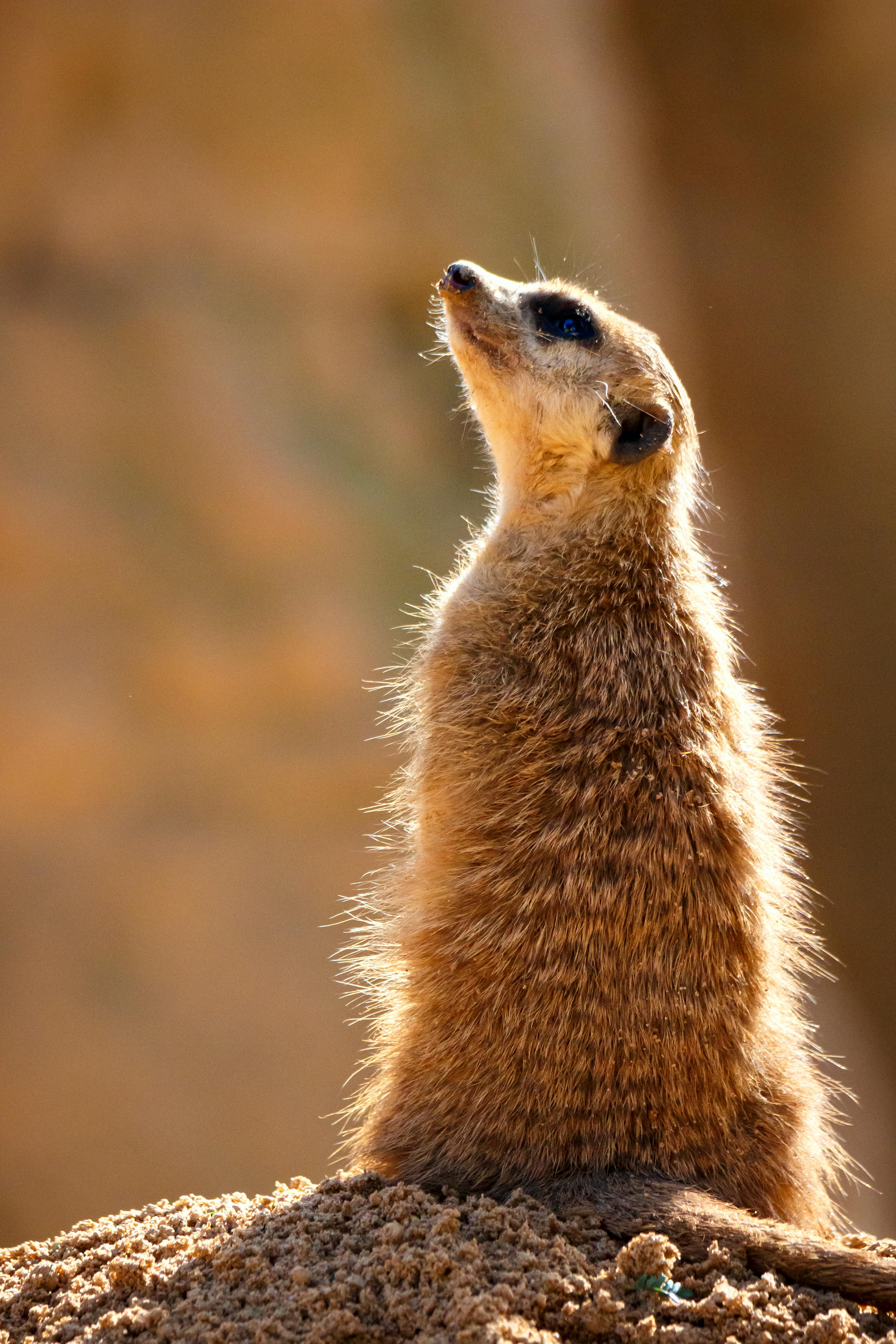 Mound Of Vulva Photos, Download The BEST Free Mound Of Vulva Stock ...