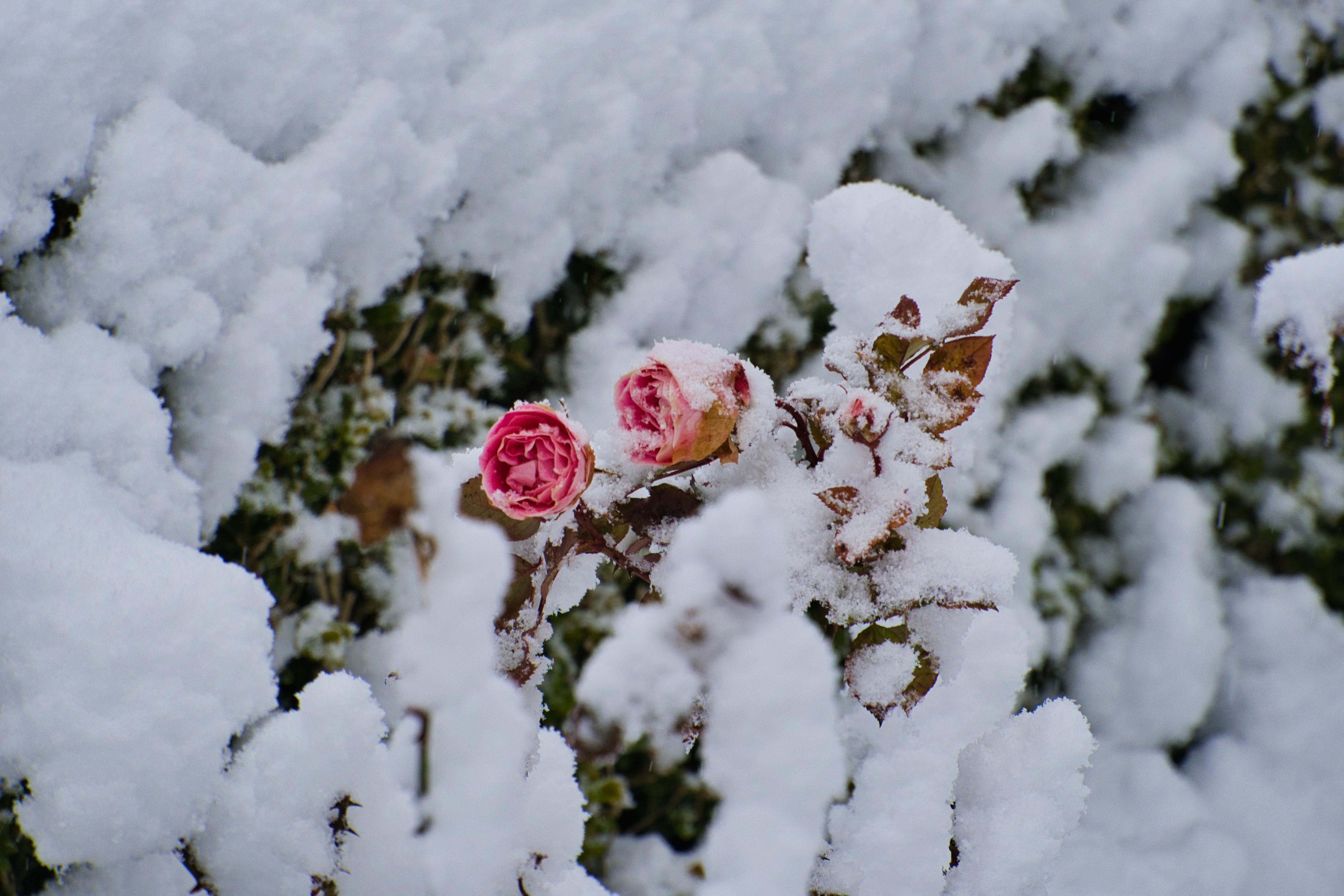 Snow-covered Roses in Winter Scene · Free Stock Photo