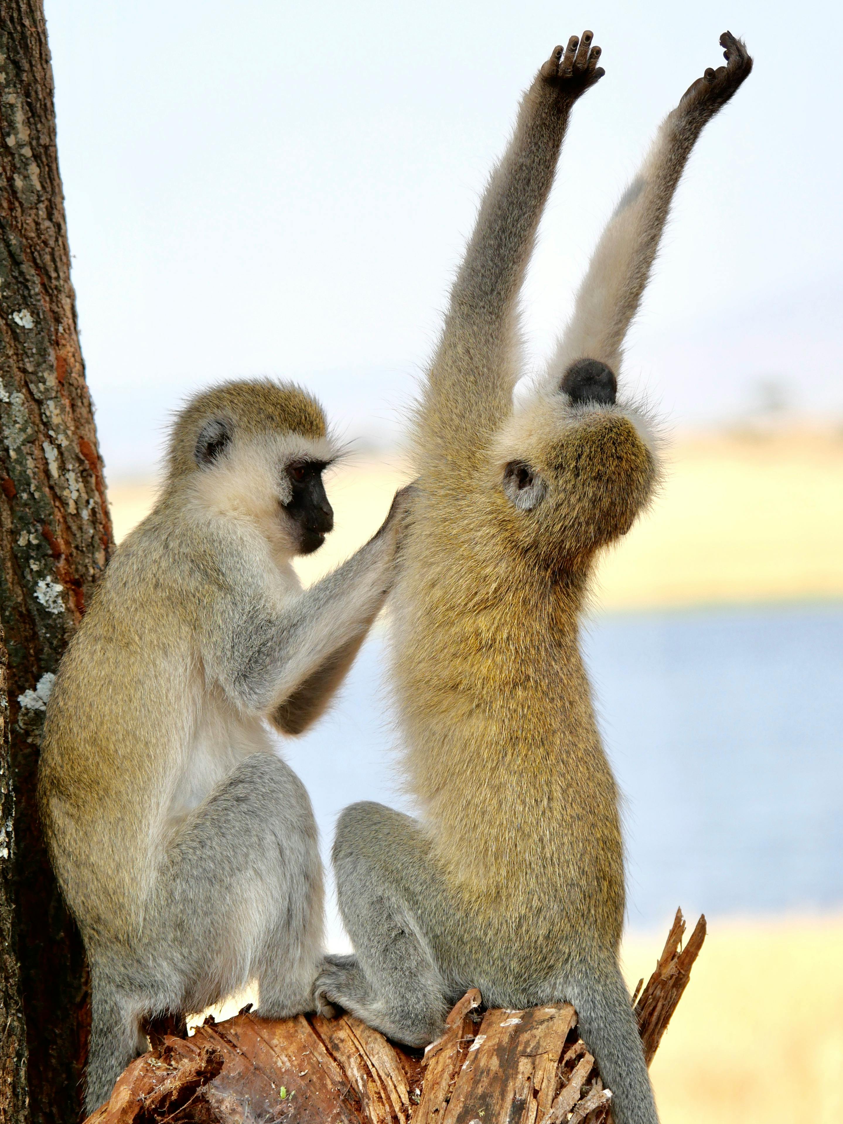 Vervet Monkeys Interacting on a Tree in Nature · Free Stock Photo