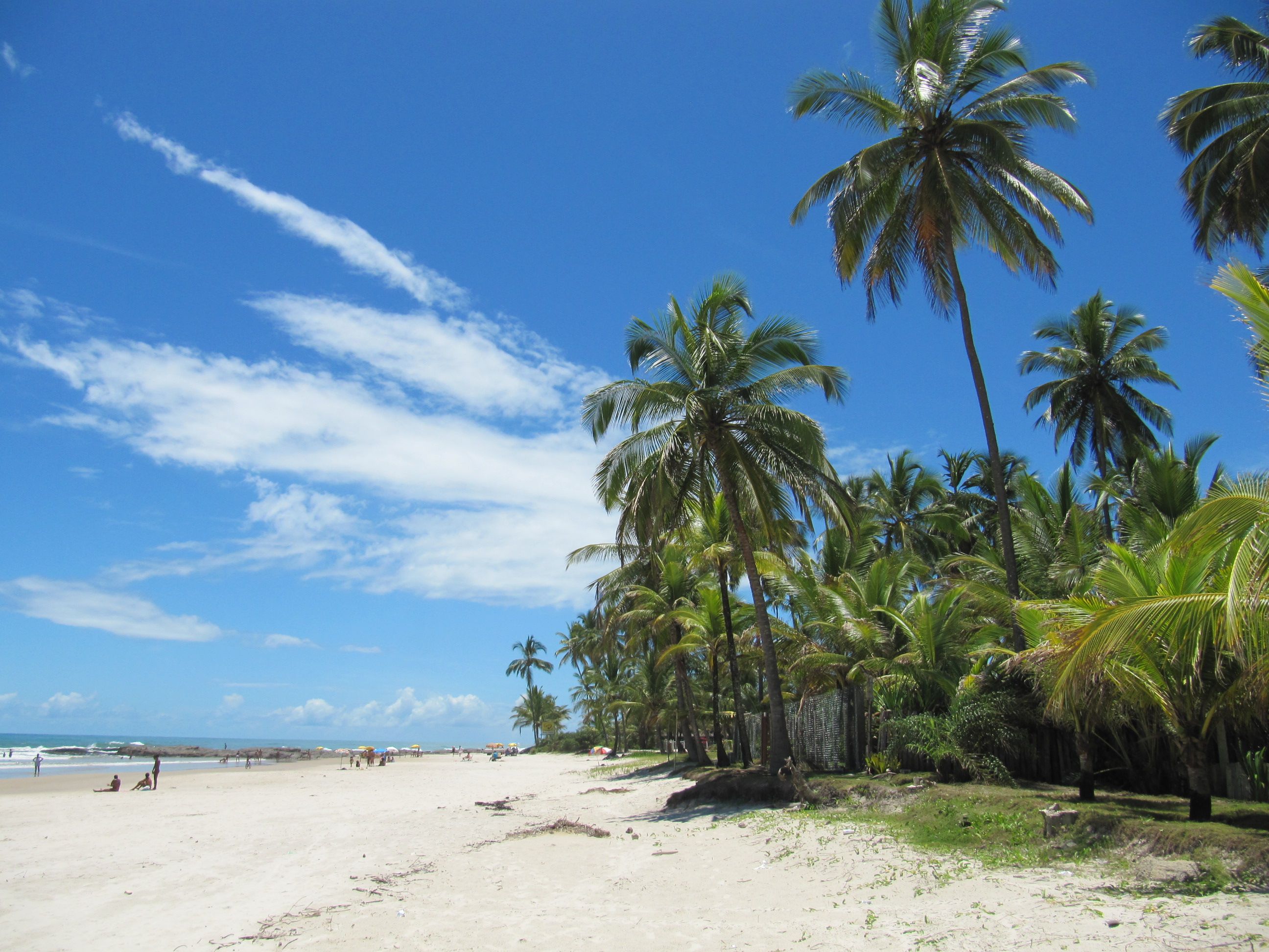 Tropischer Strand Mit Palmen Und Blauem Himmel · Kostenloses Stock-Foto