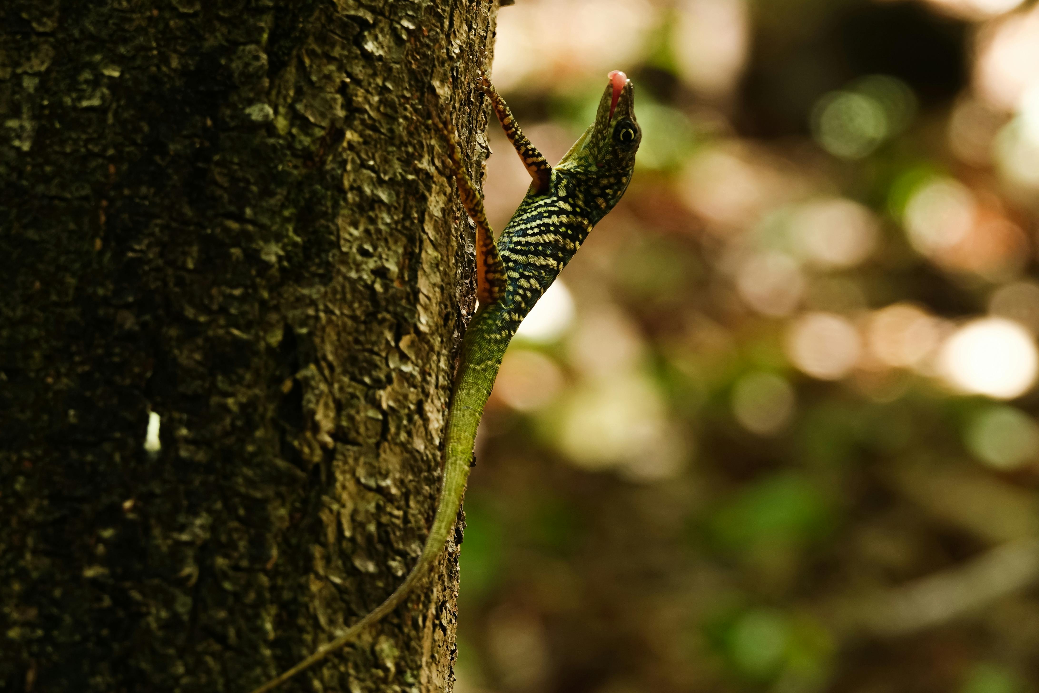 Colorful Anolis Lizard on Tree in Martinique · Free Stock Photo