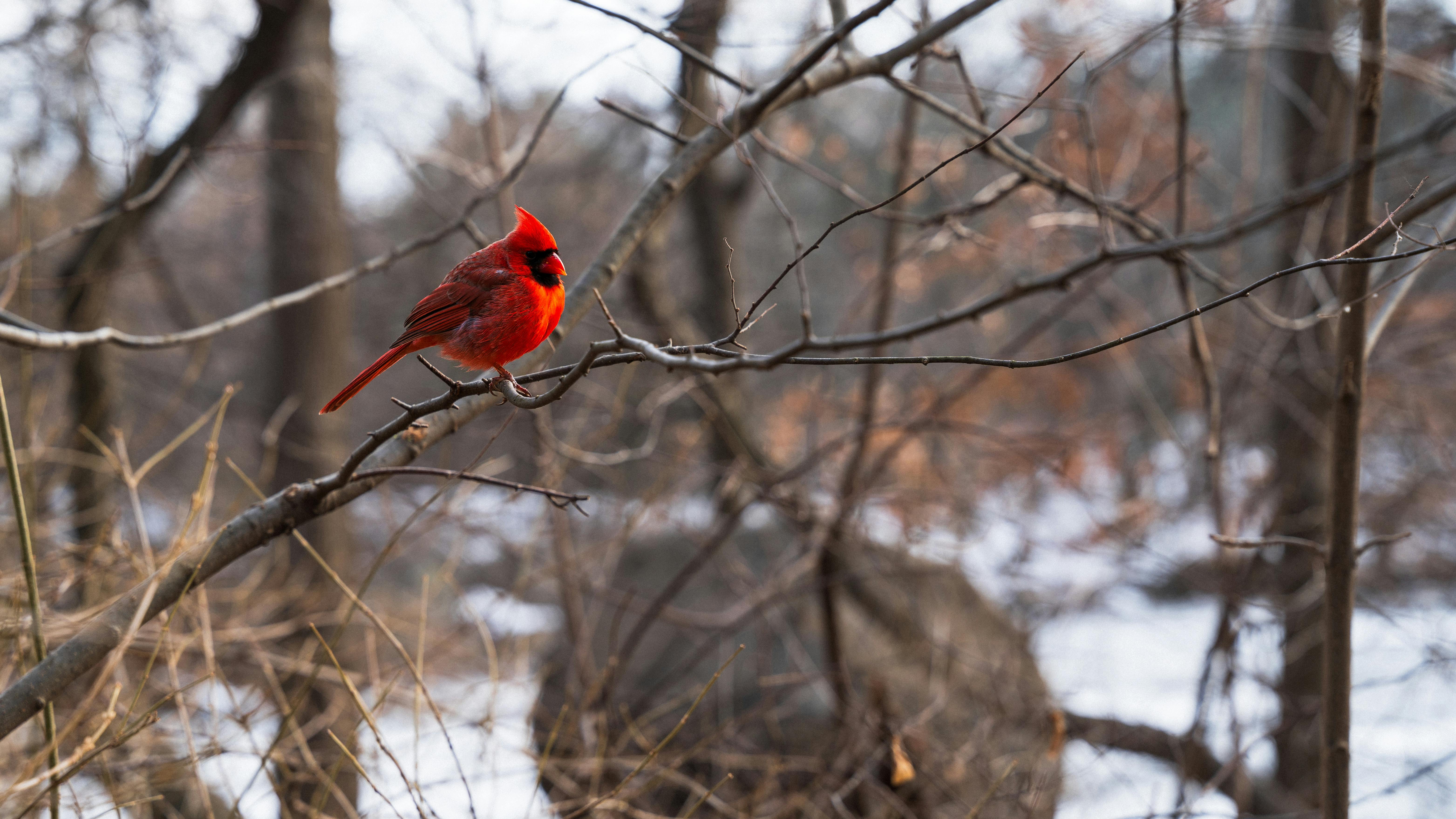 Beautiful Red Cardinals Photos, Download The BEST Free Beautiful Red ...