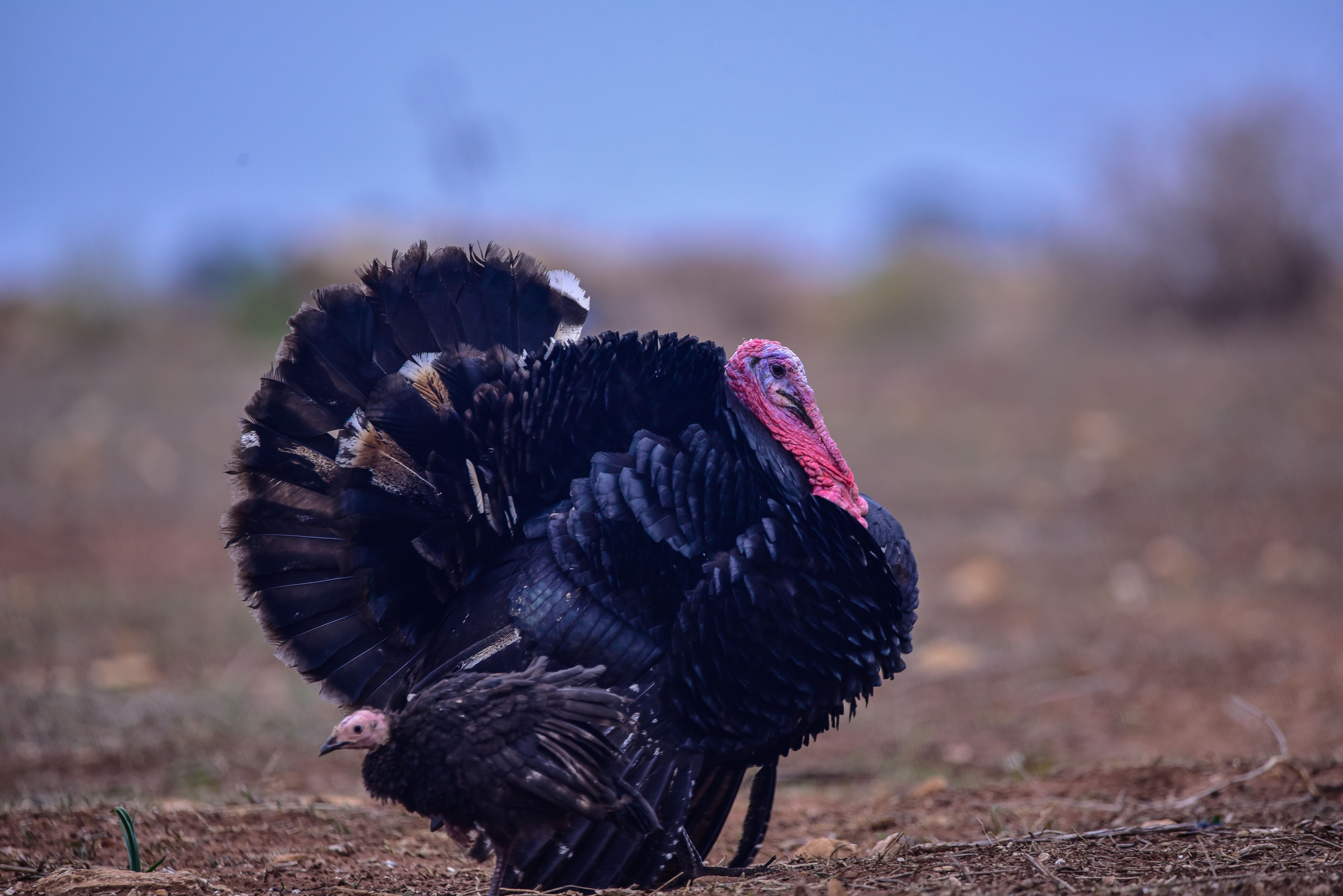 Wild Turkey in Natural Habitat Outdoor Shot · Free Stock Photo