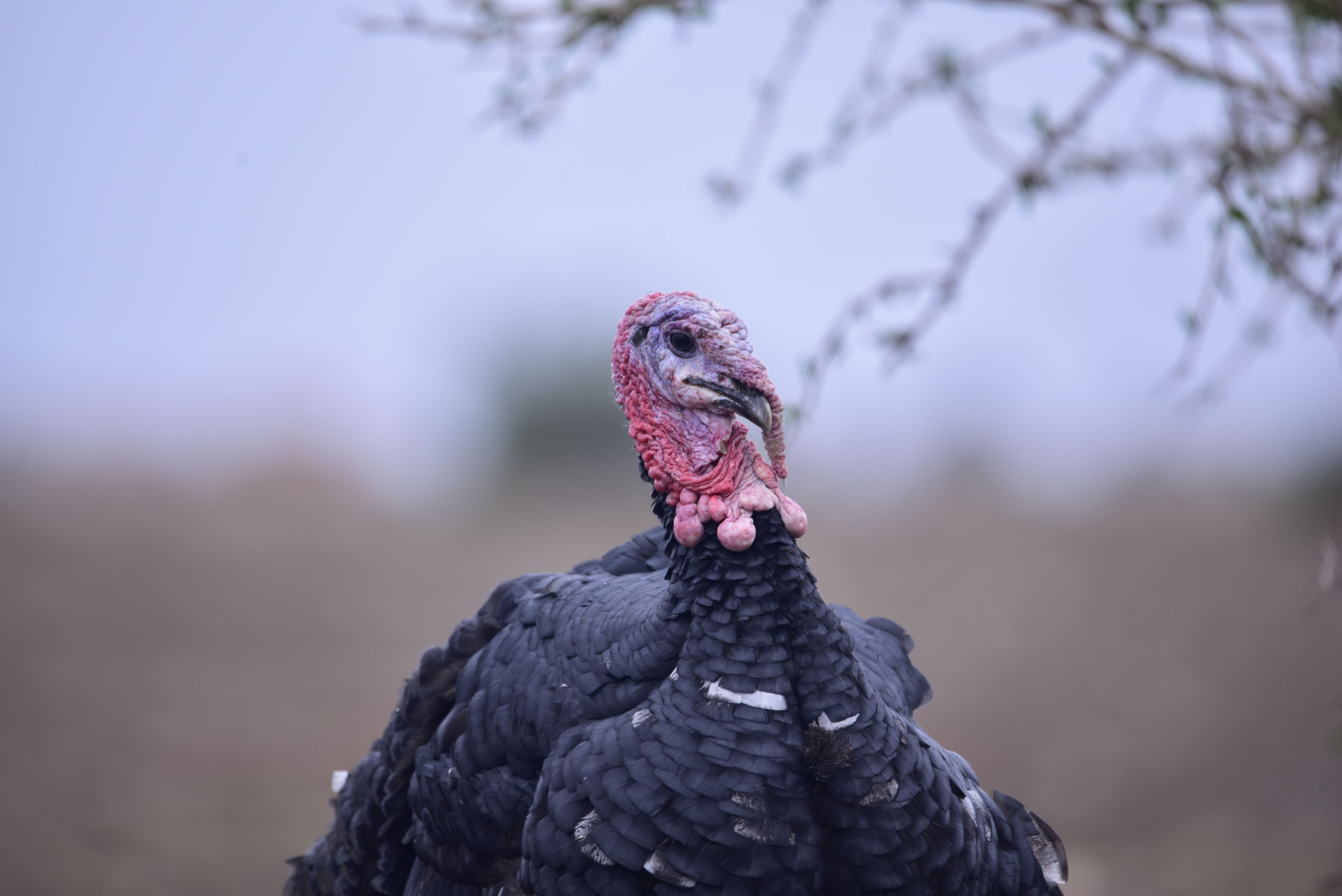 Close-Up of a Turkey in a Natural Setting · Free Stock Photo