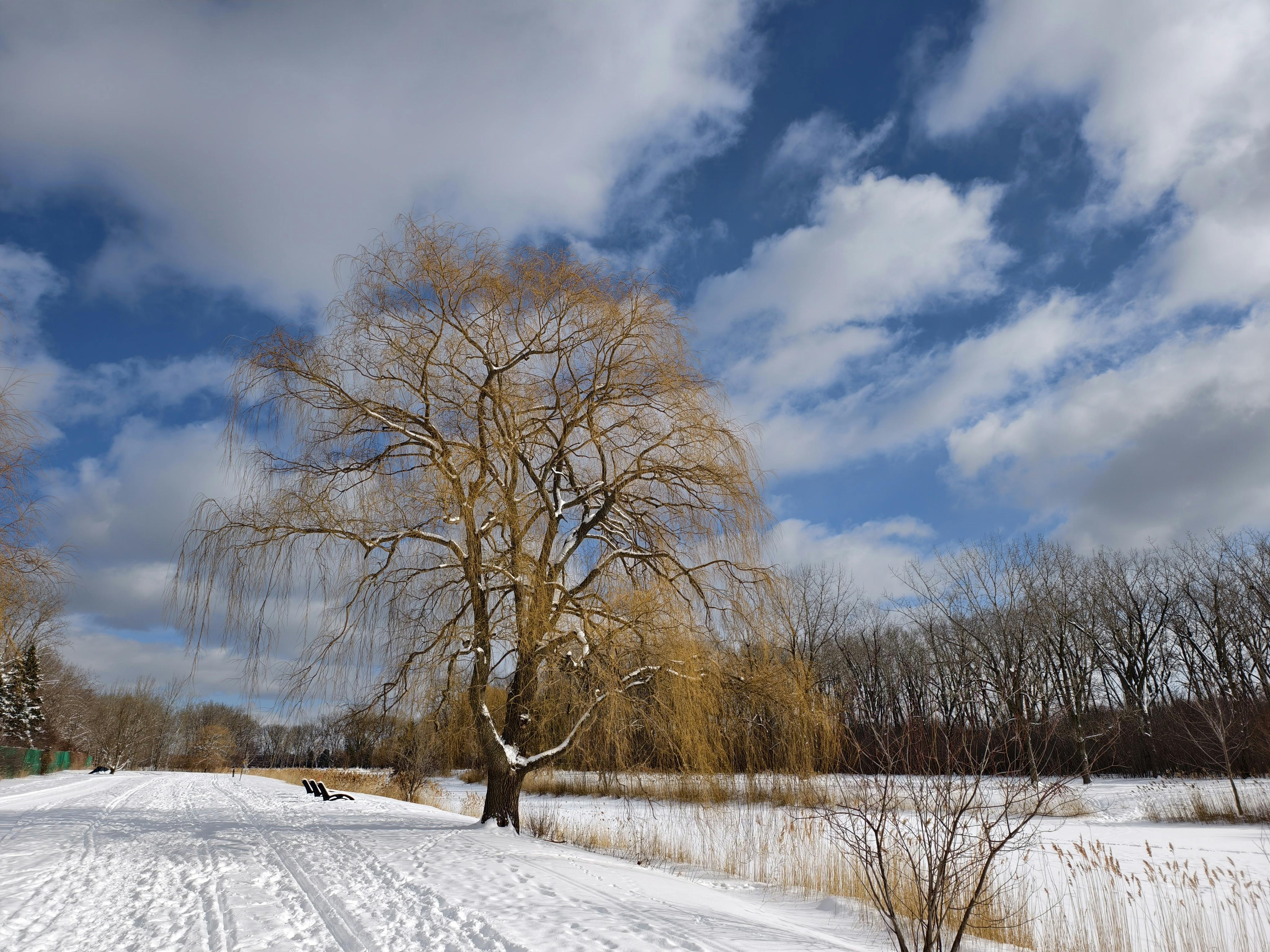 Snowy Winter Landscape with Bare Willow Tree · Free Stock Photo