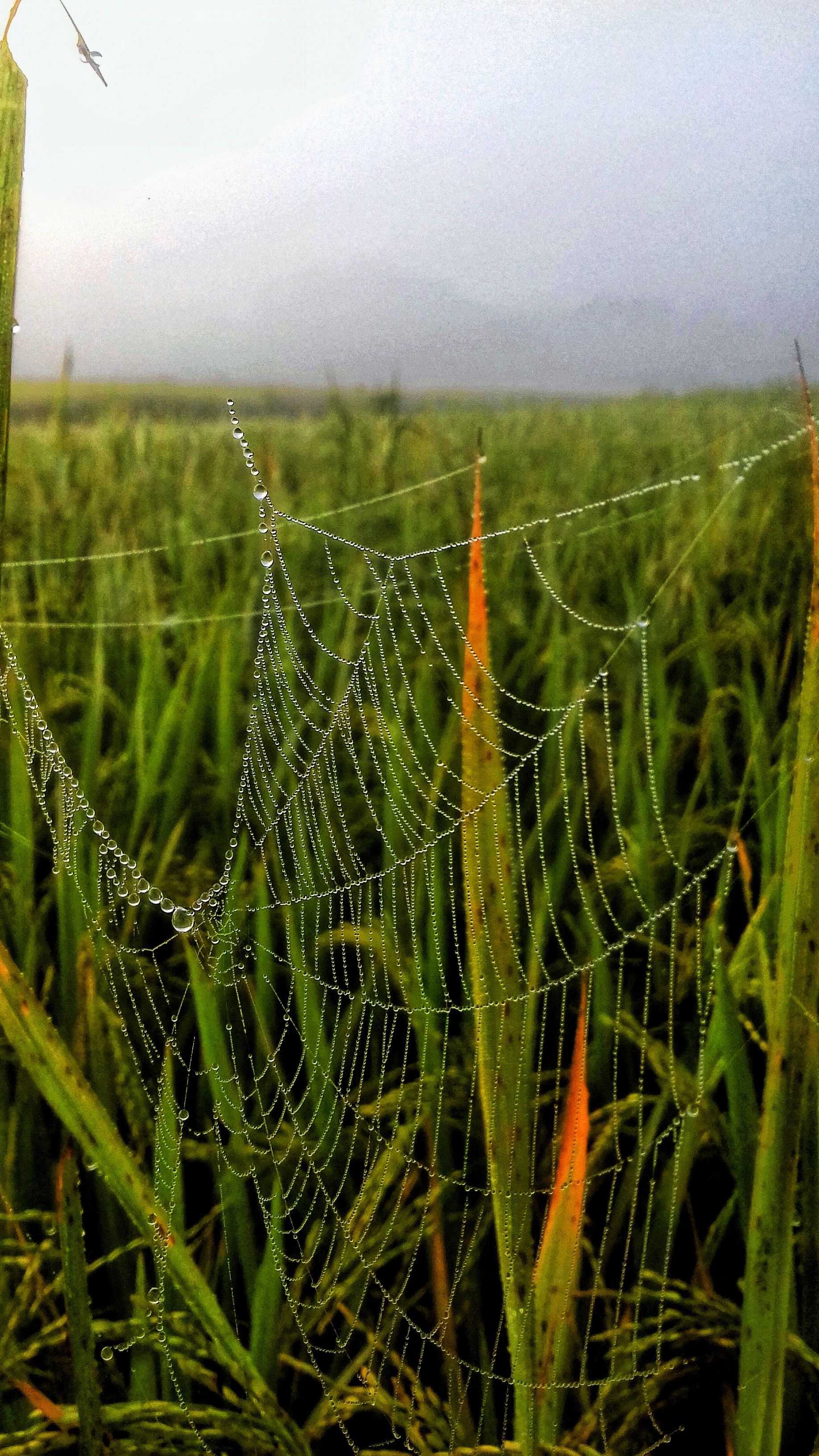 Dewy Spider Web on Rice Field in Jhenaidah · Free Stock Photo