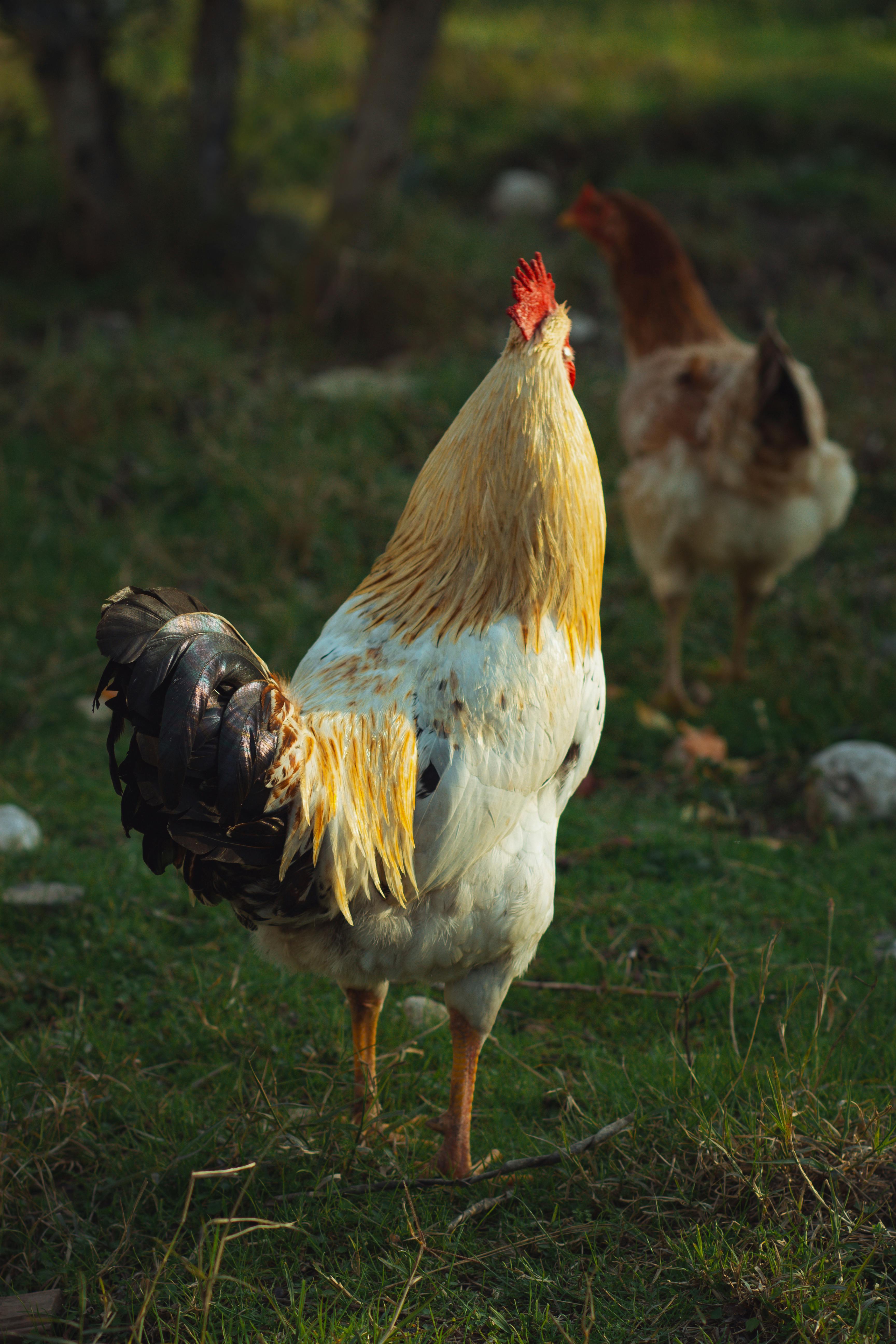 Colorful Rooster and Hen in a Rustic Farm Setting · Free Stock Photo