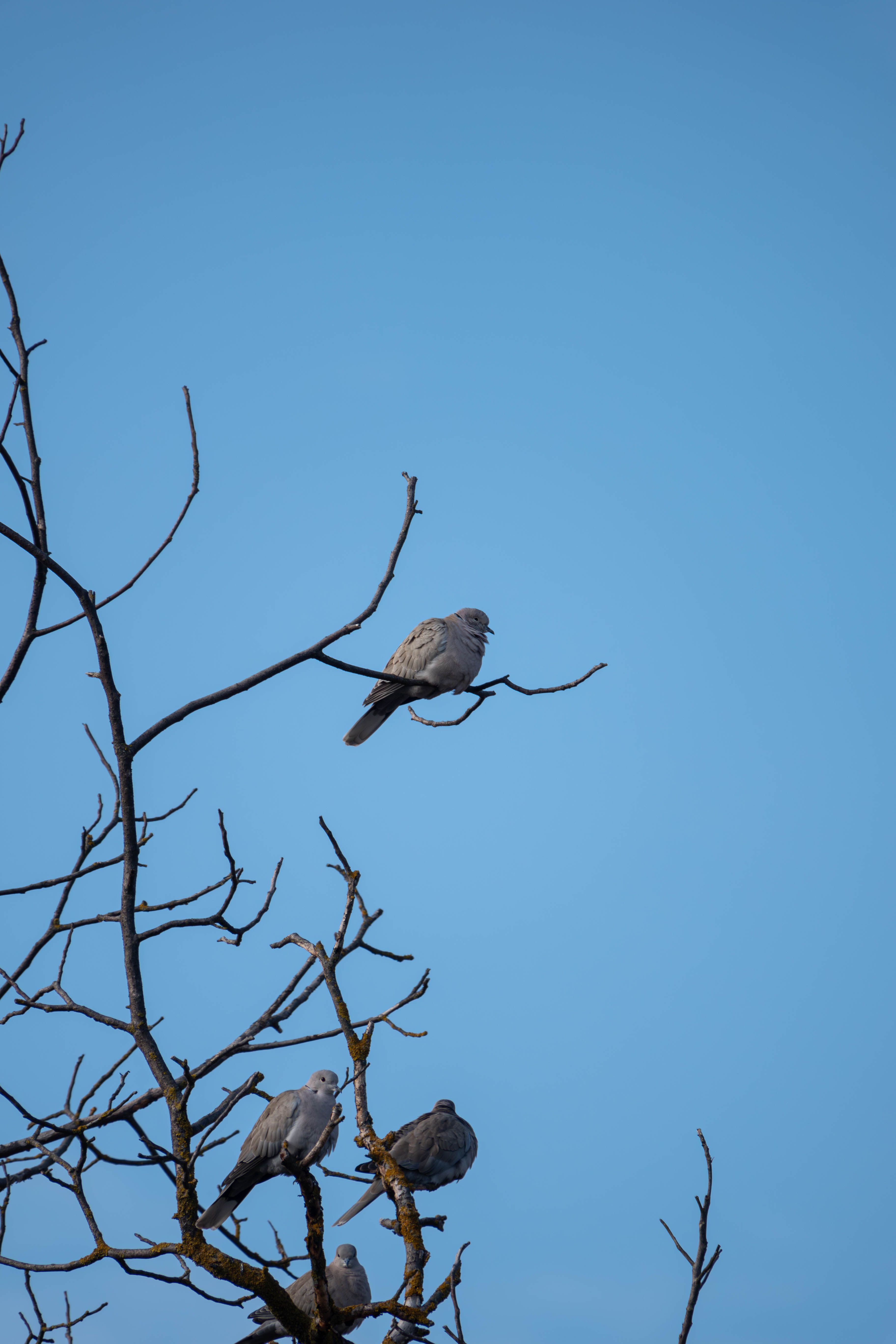 Group of Birds Perched on Bare Tree Branches · Free Stock Photo