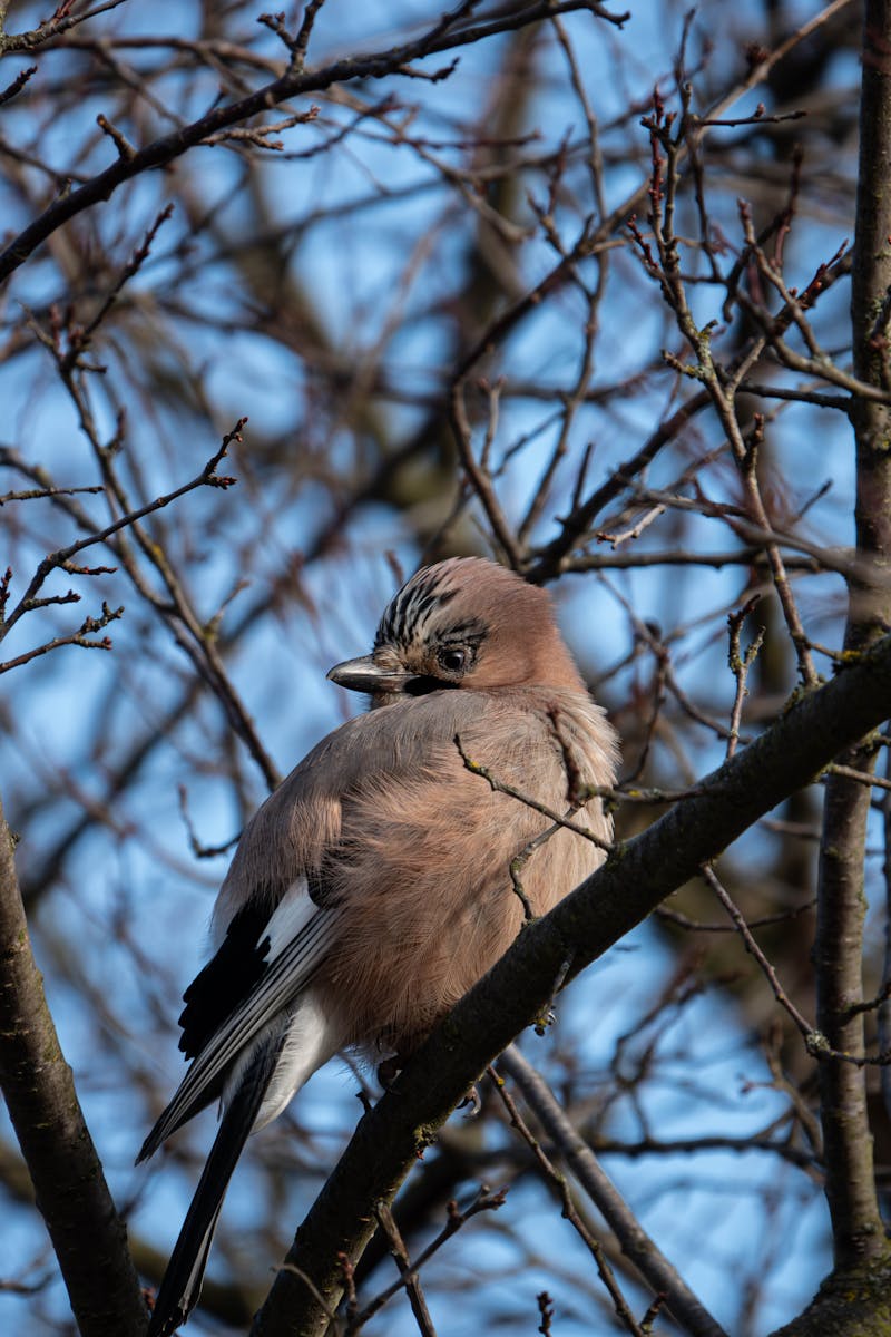 Bailey Jay Photos, Download The BEST Free Bailey Jay Stock Photos & HD ...