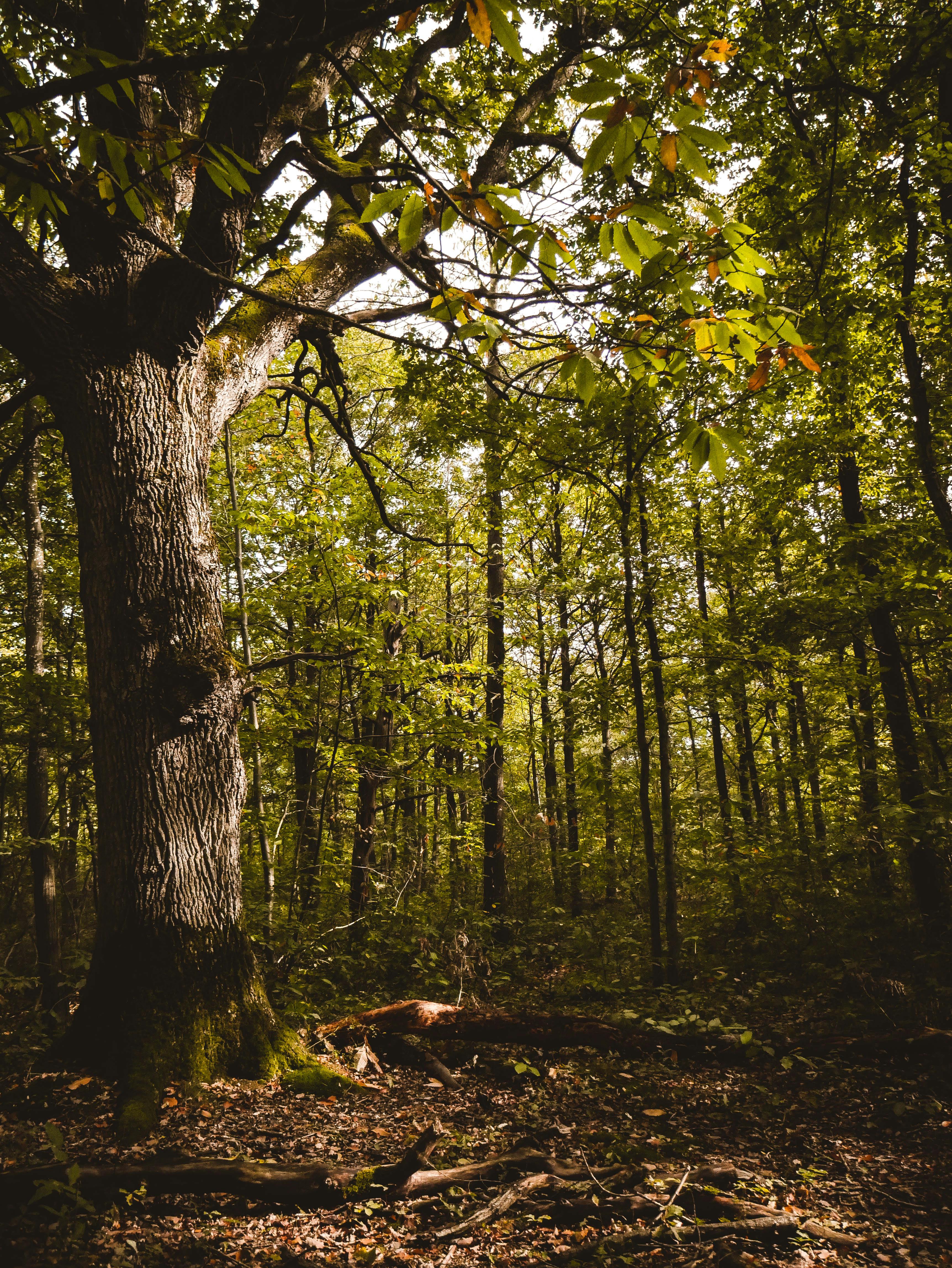 Photo Of Trees During Daytime · Free Stock Photo