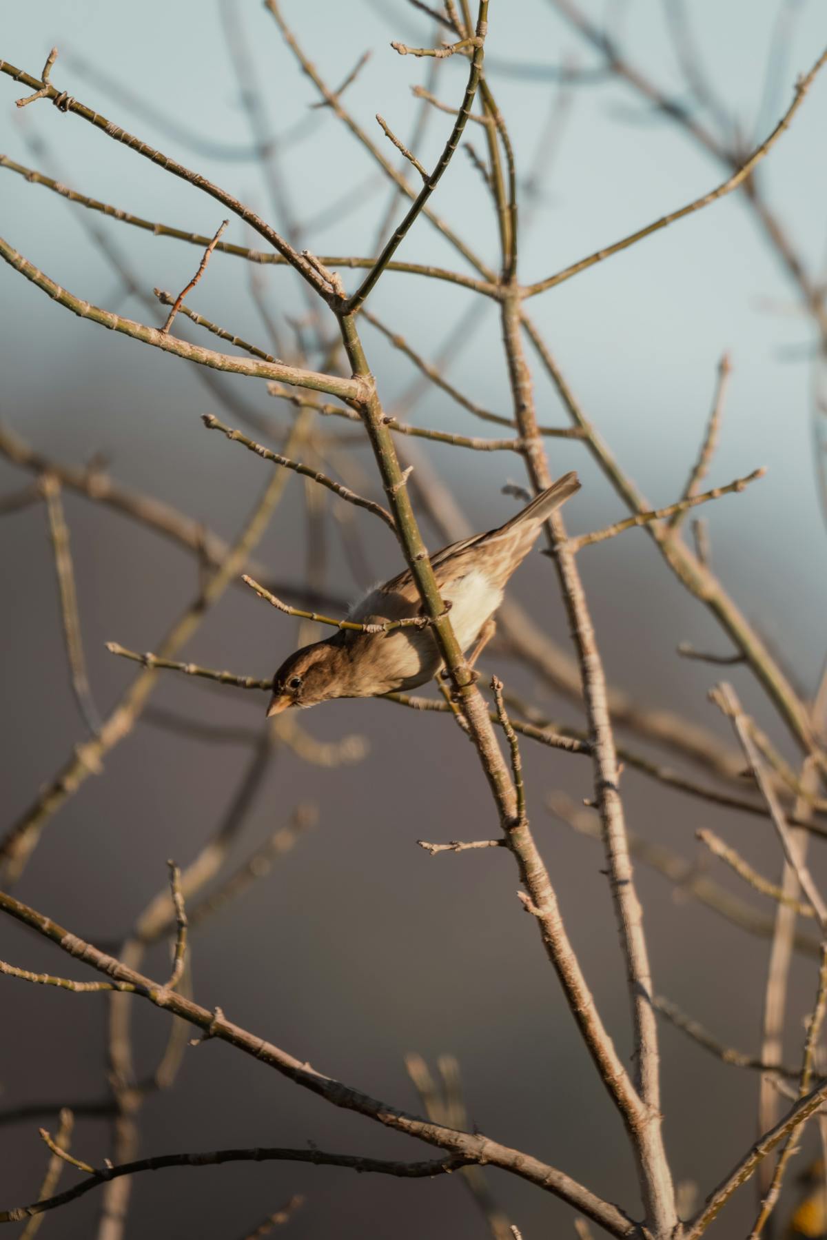 4k Wallpaper Sparrows On A Branch Enjoy Spring Blooms Photos, Download ...