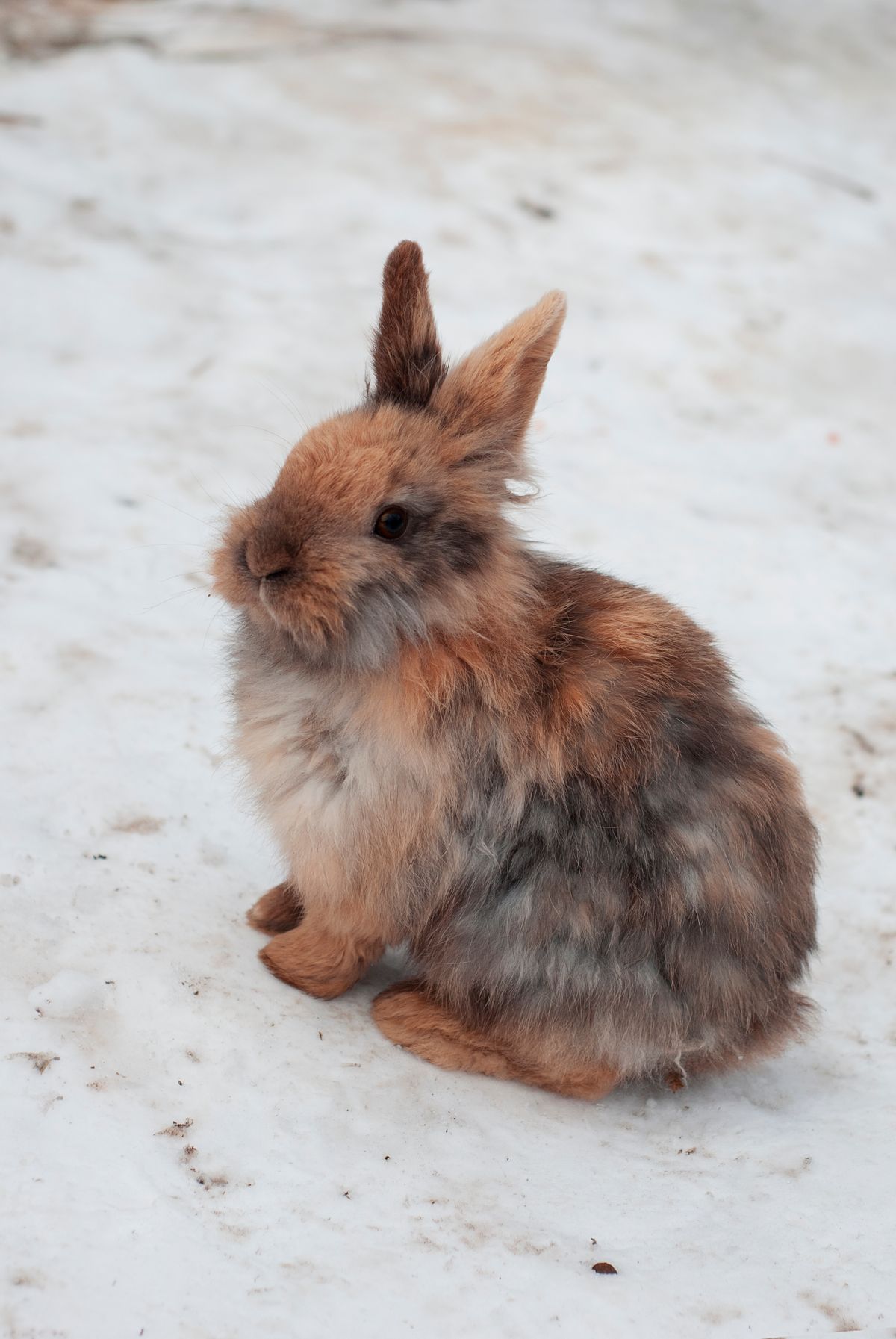 Snow Bunny Photos, Download The BEST Free Snow Bunny Stock Photos & HD ...