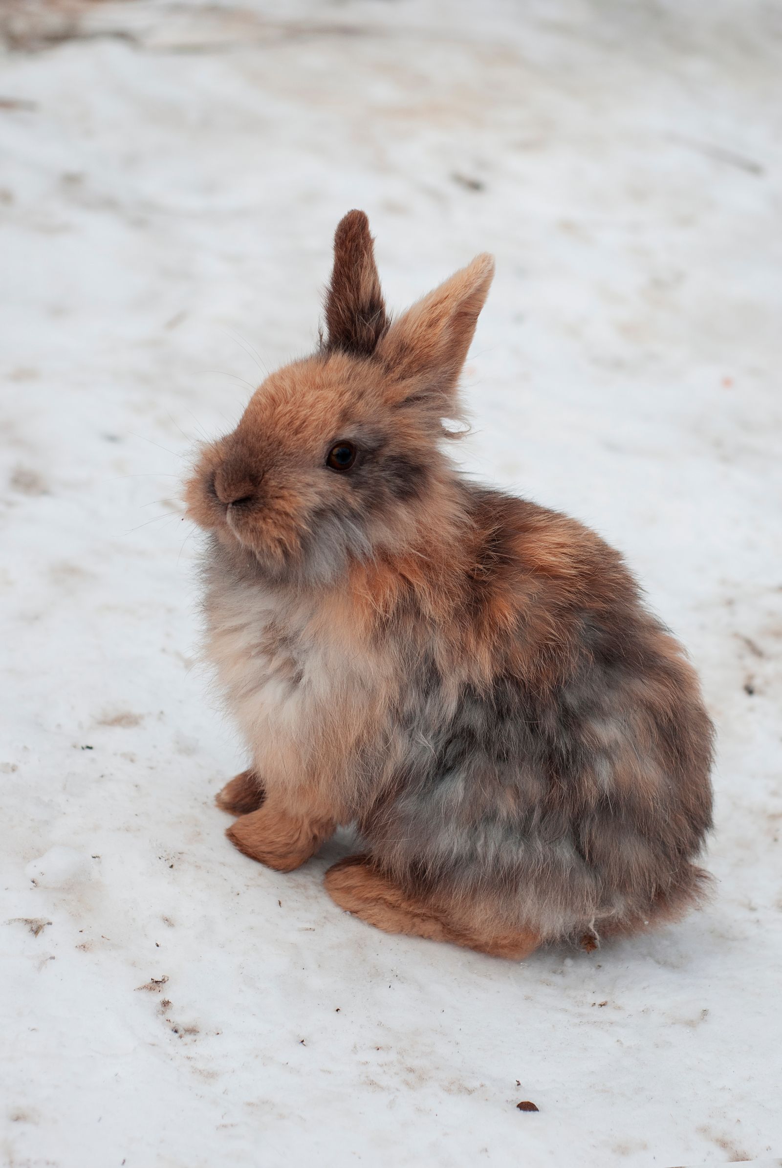 Snow Bunny Photos, Download The BEST Free Snow Bunny Stock Photos & HD ...