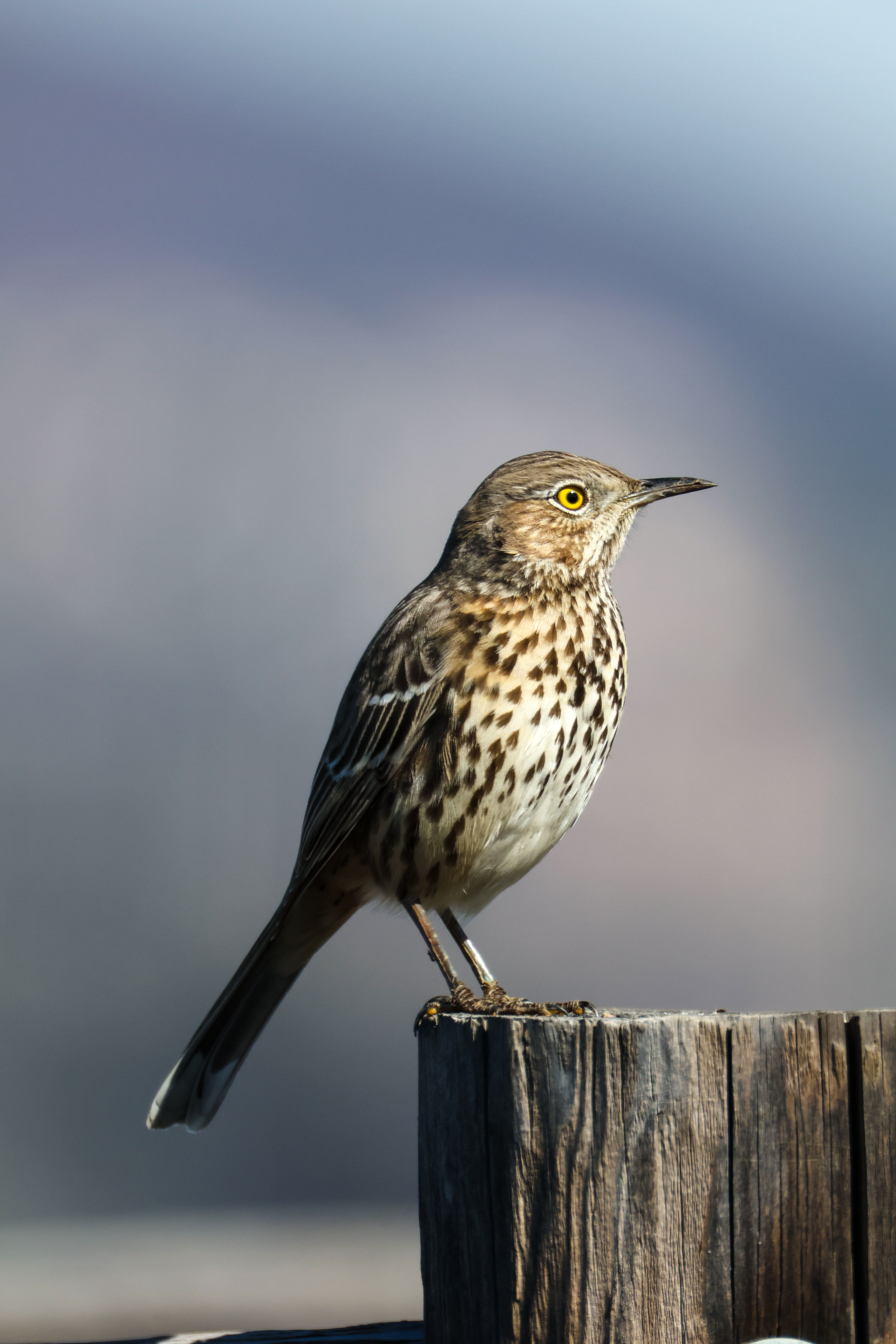 Terrestrial Bird Photos, Download The BEST Free Terrestrial Bird Stock ...