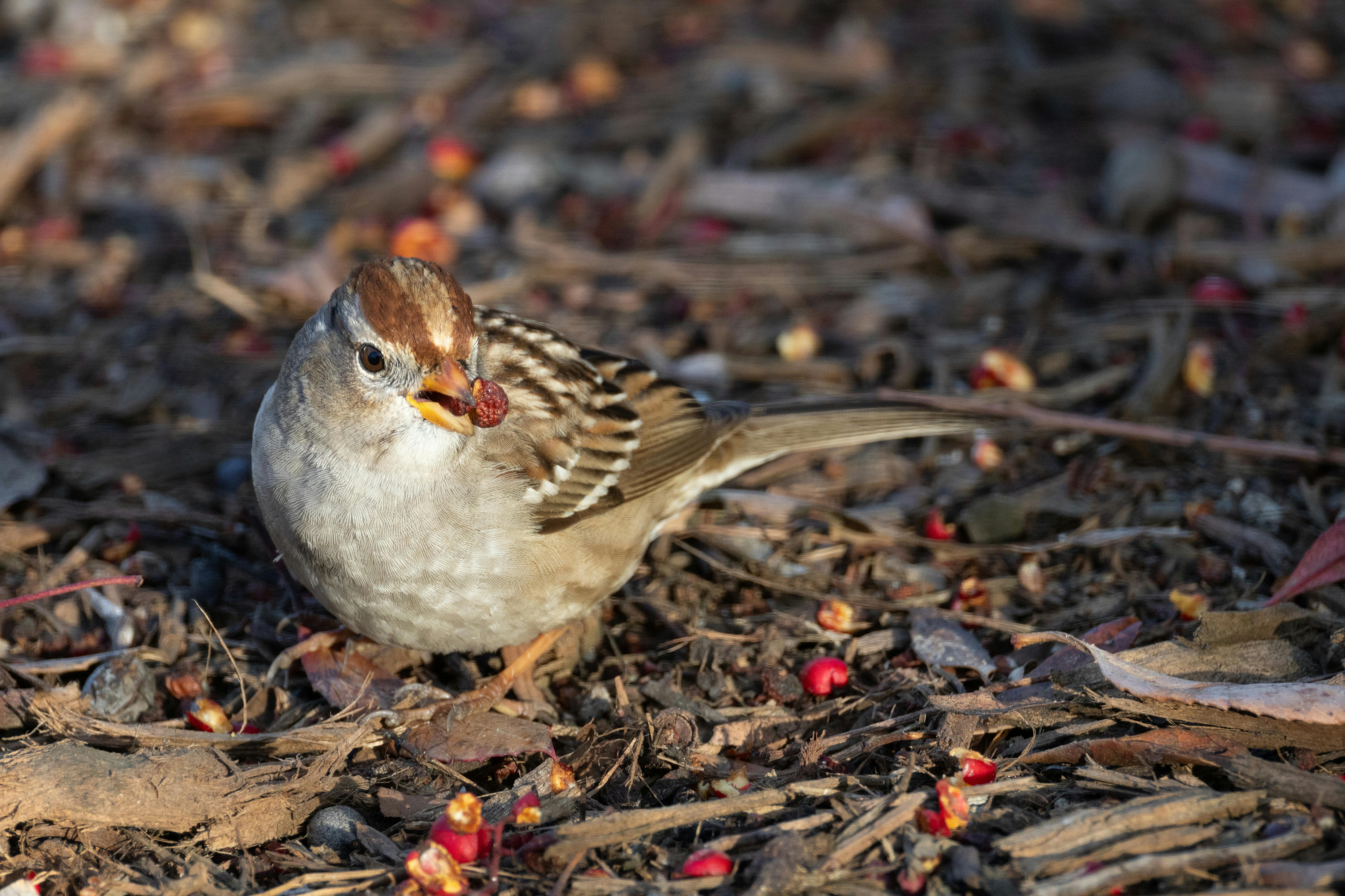 White-Crowned Sparrow Eating Berry on Ground · Free Stock Photo