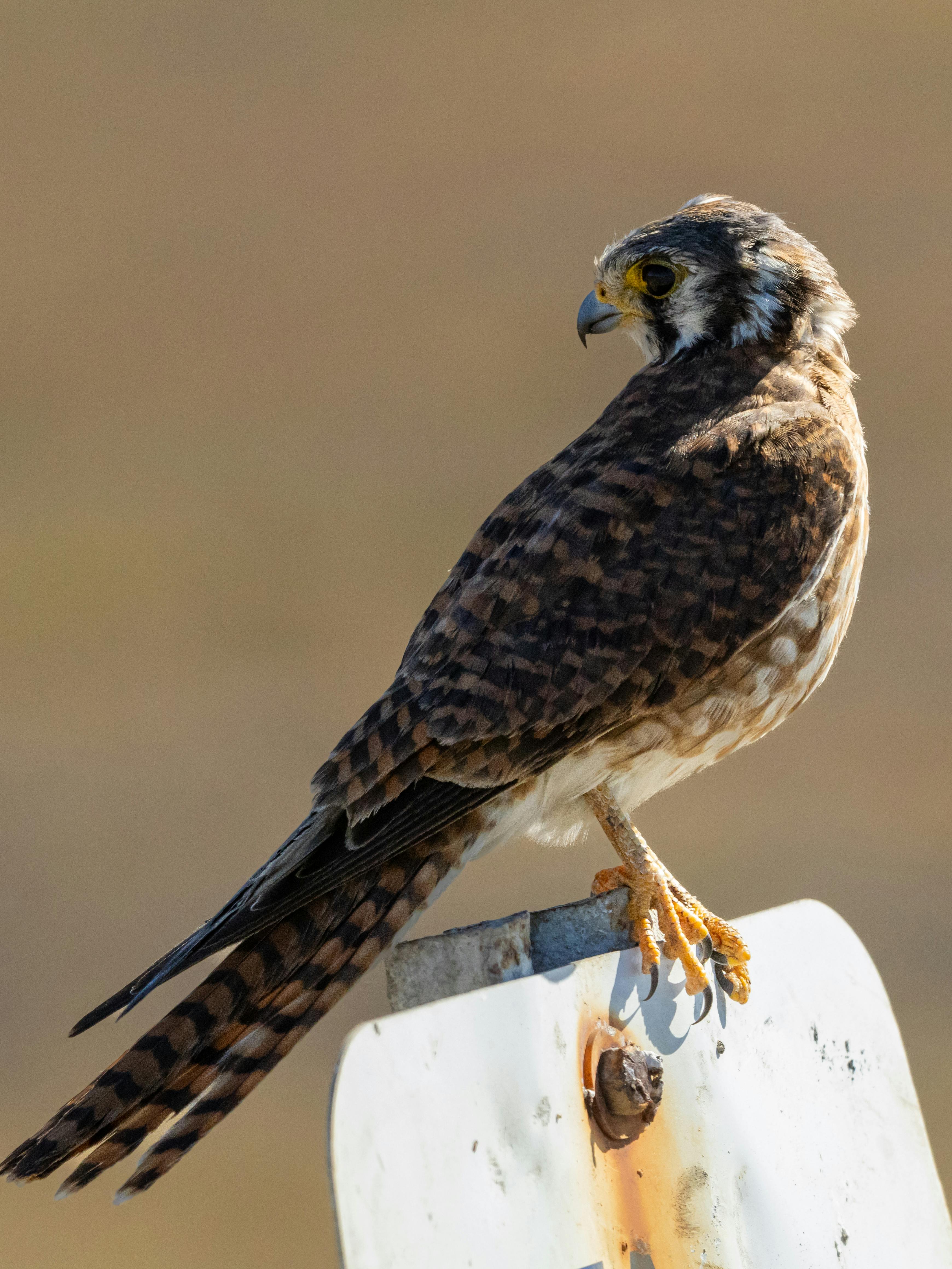 Falcon De Fer Photos, Download The BEST Free Falcon De Fer Stock Photos ...