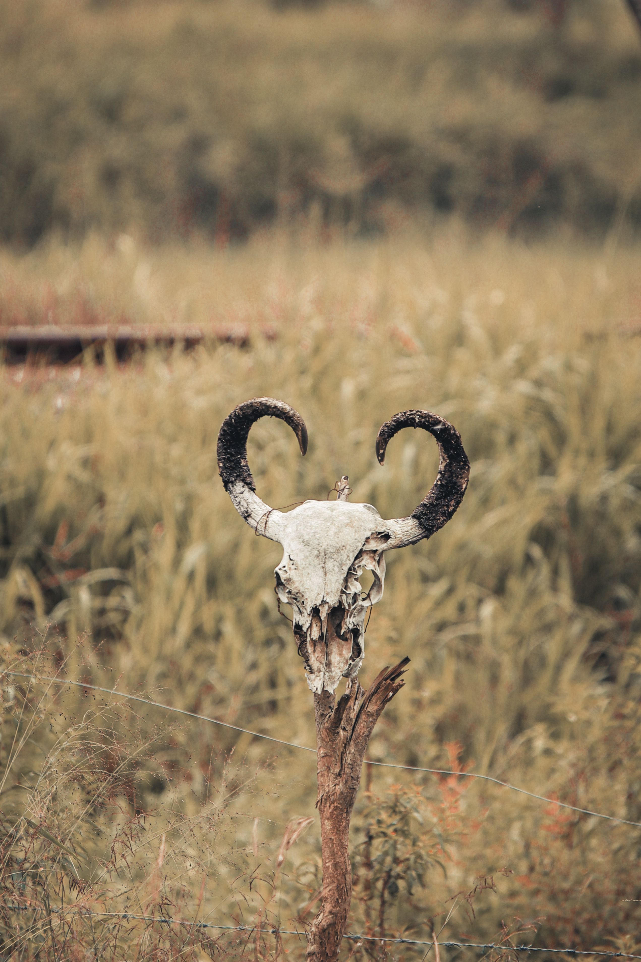 Death Landscape Photos, Download The BEST Free Death Landscape Stock ...
