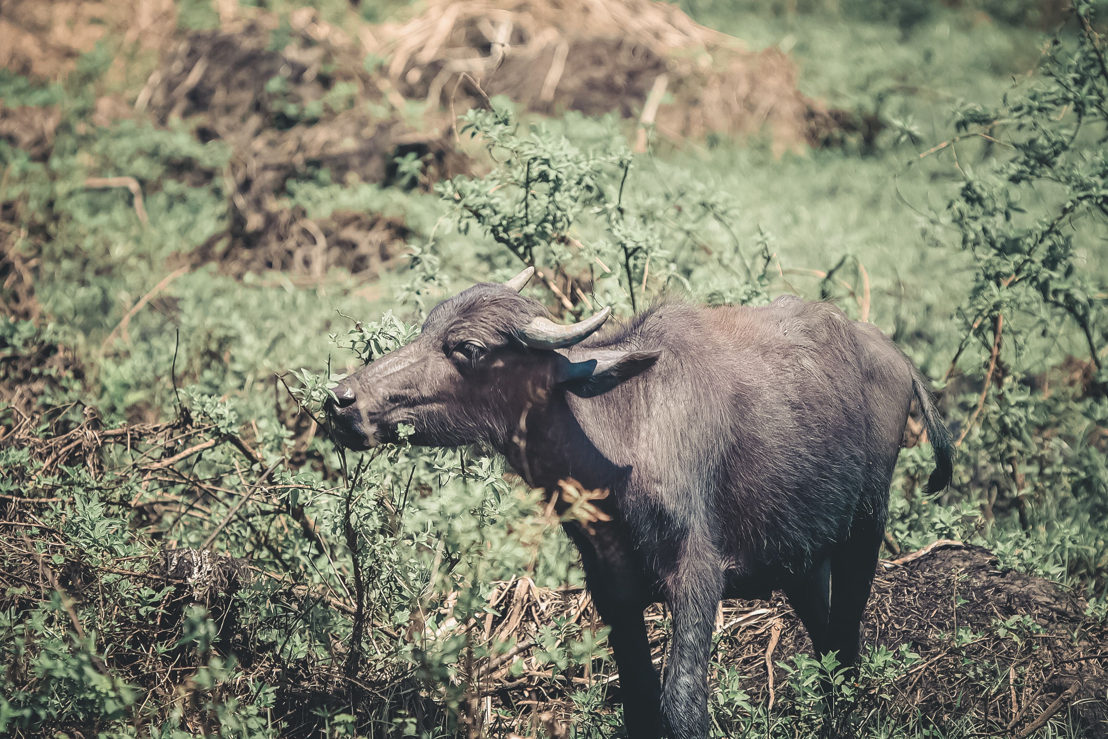 Young Water Buffalo Grazing in Nature · Free Stock Photo