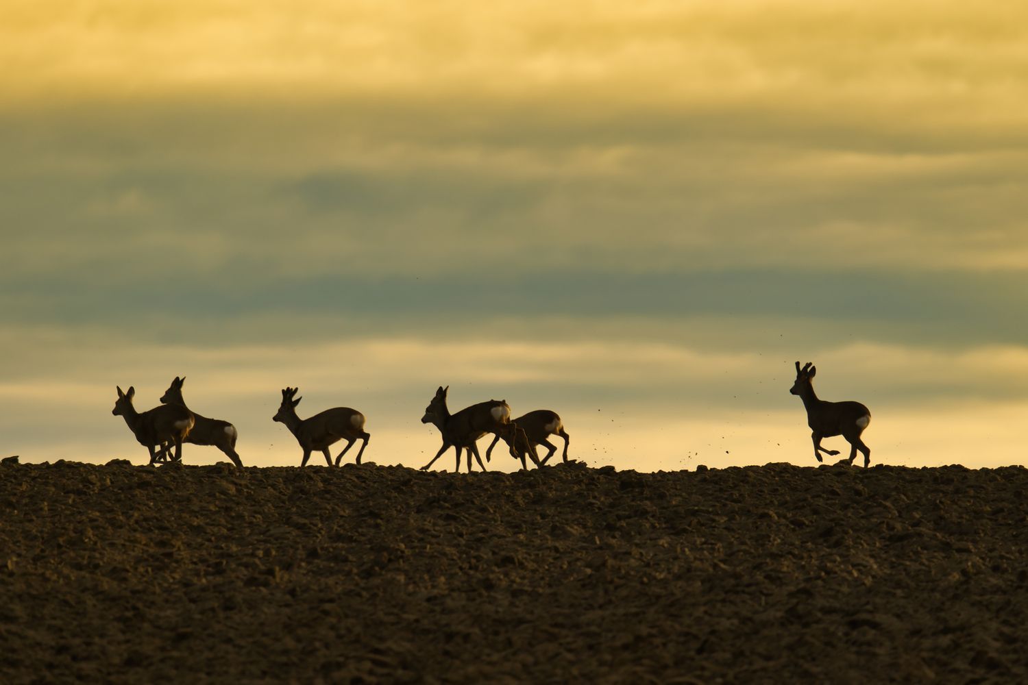 Landscapes With Animals Photos, Download The BEST Free Landscapes With ...