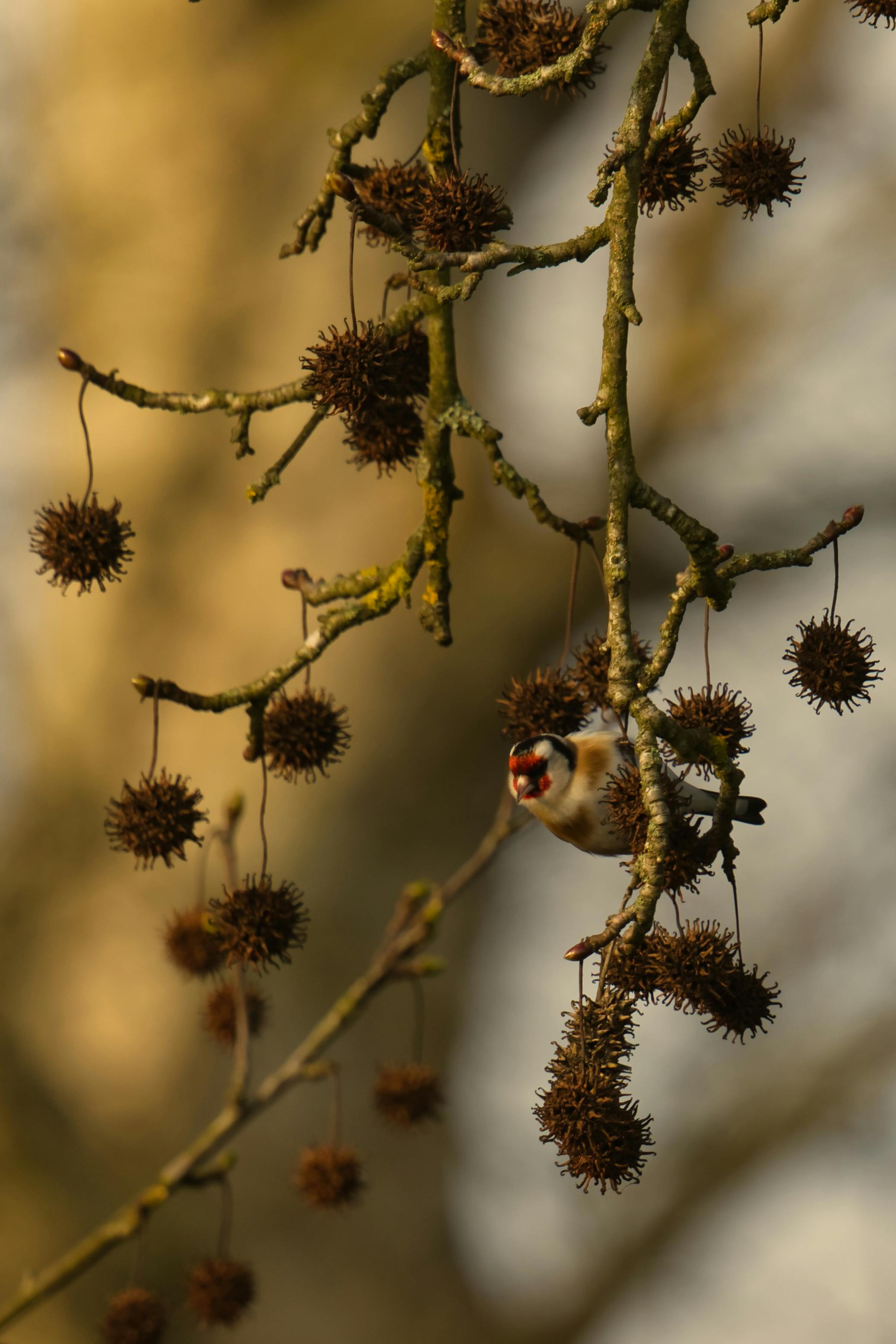 European Goldfinch on Spiky Tree Branch in Spring · Free Stock Photo