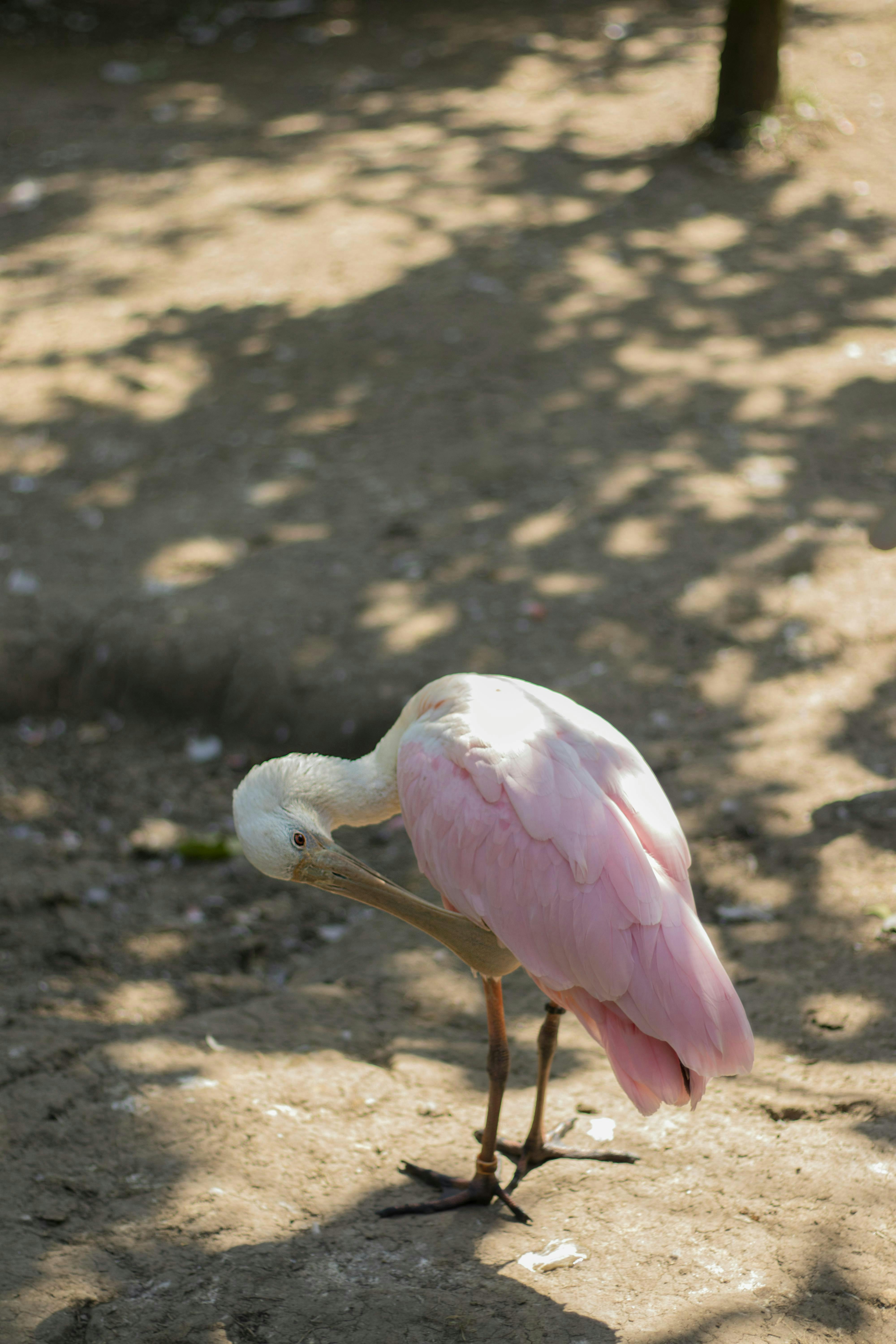 Pink Roseate Spoonbill Preening in Sunlight · Free Stock Photo