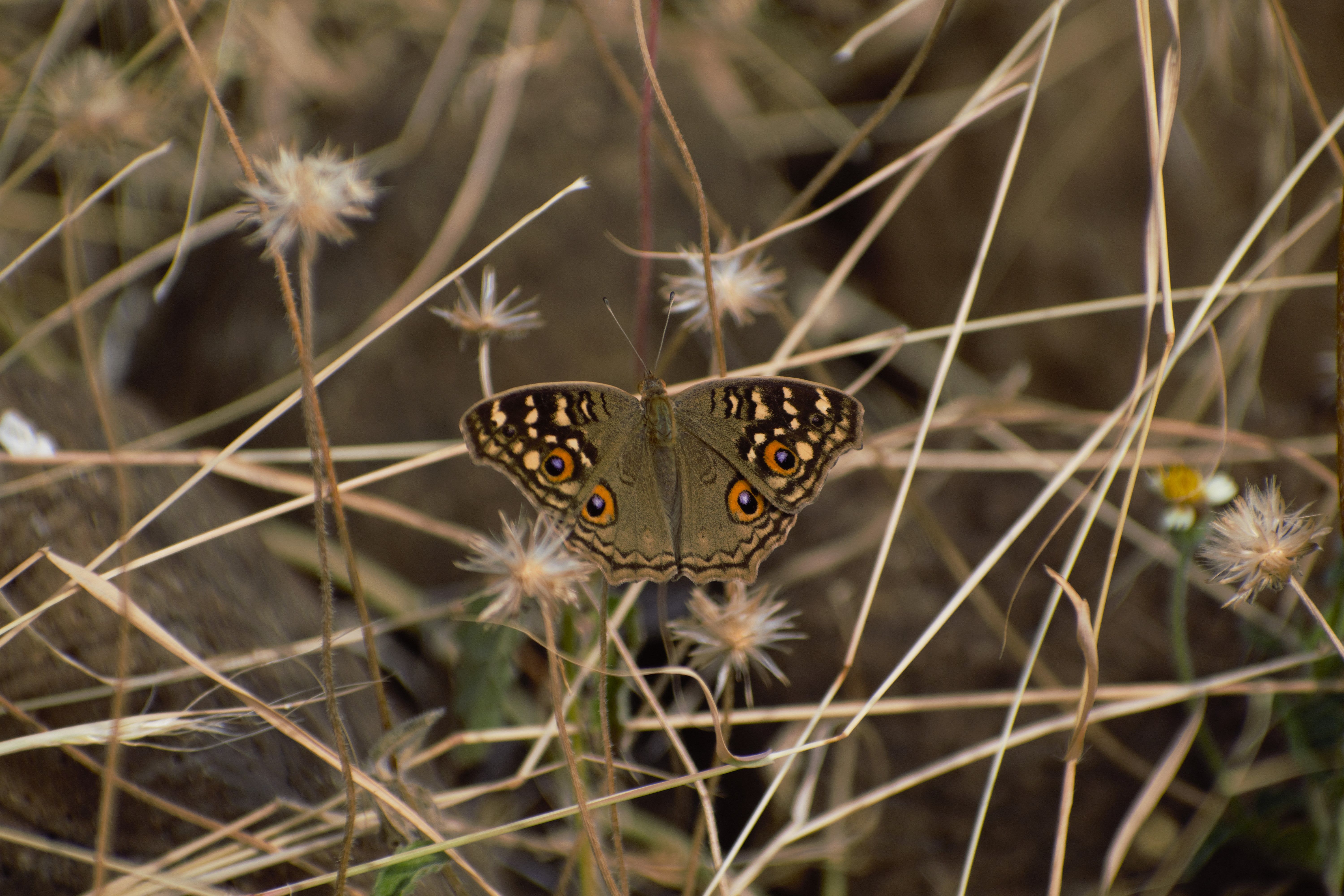 Colorful Butterfly Among Wild Grasses in Nature · Free Stock Photo