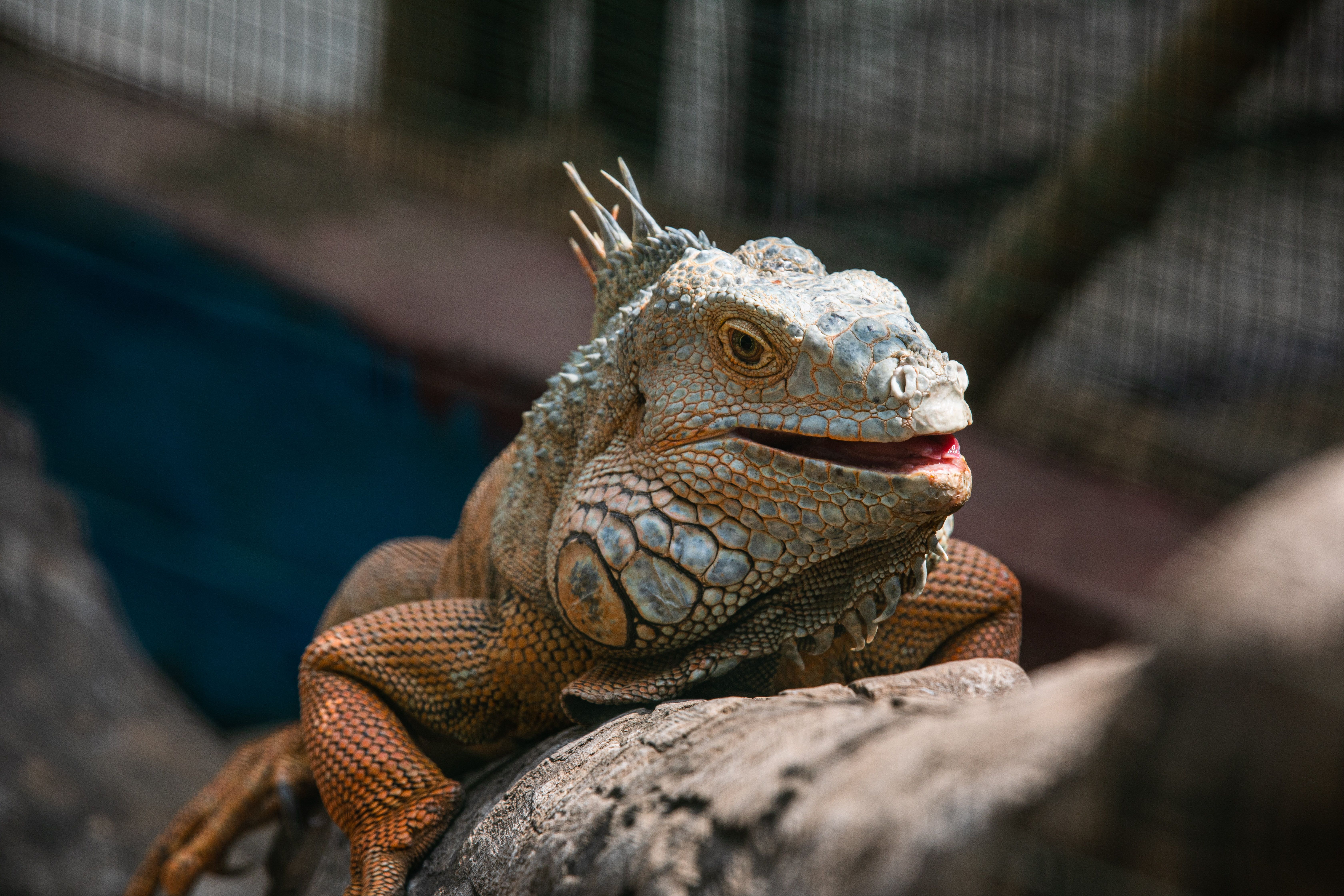 Primer Plano De Una Iguana De Cola Espinosa En El Zoológico De ...