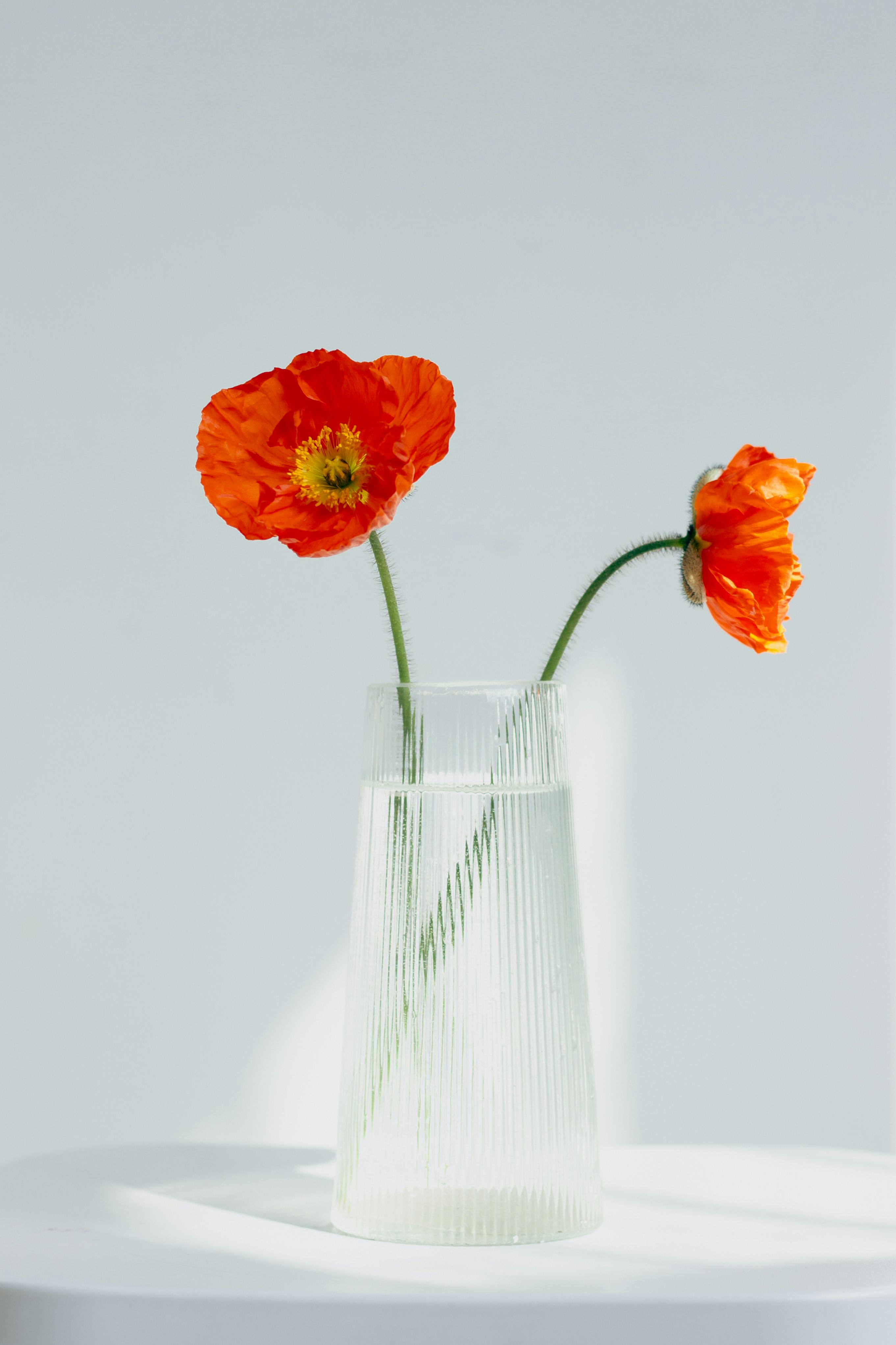 Poppies In A Vase Photos, Download The BEST Free Poppies In A Vase ...