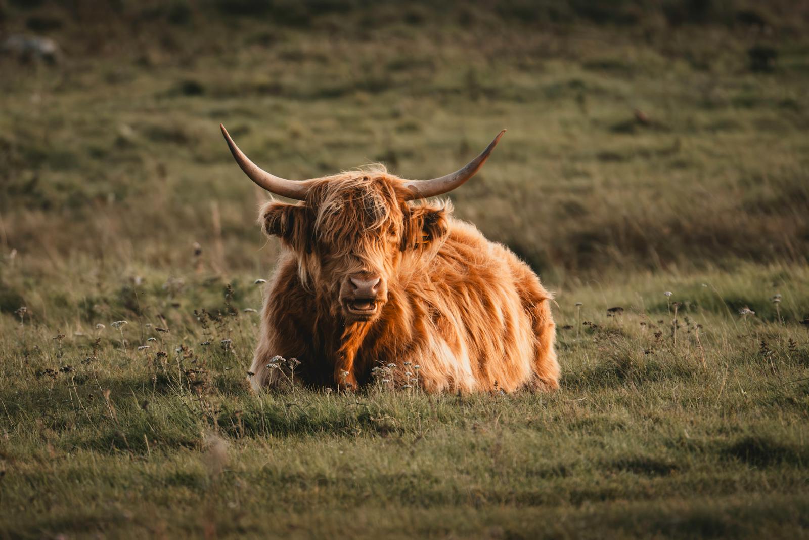 Highland Cow Screensaver Photos, Download The BEST Free Highland Cow ...