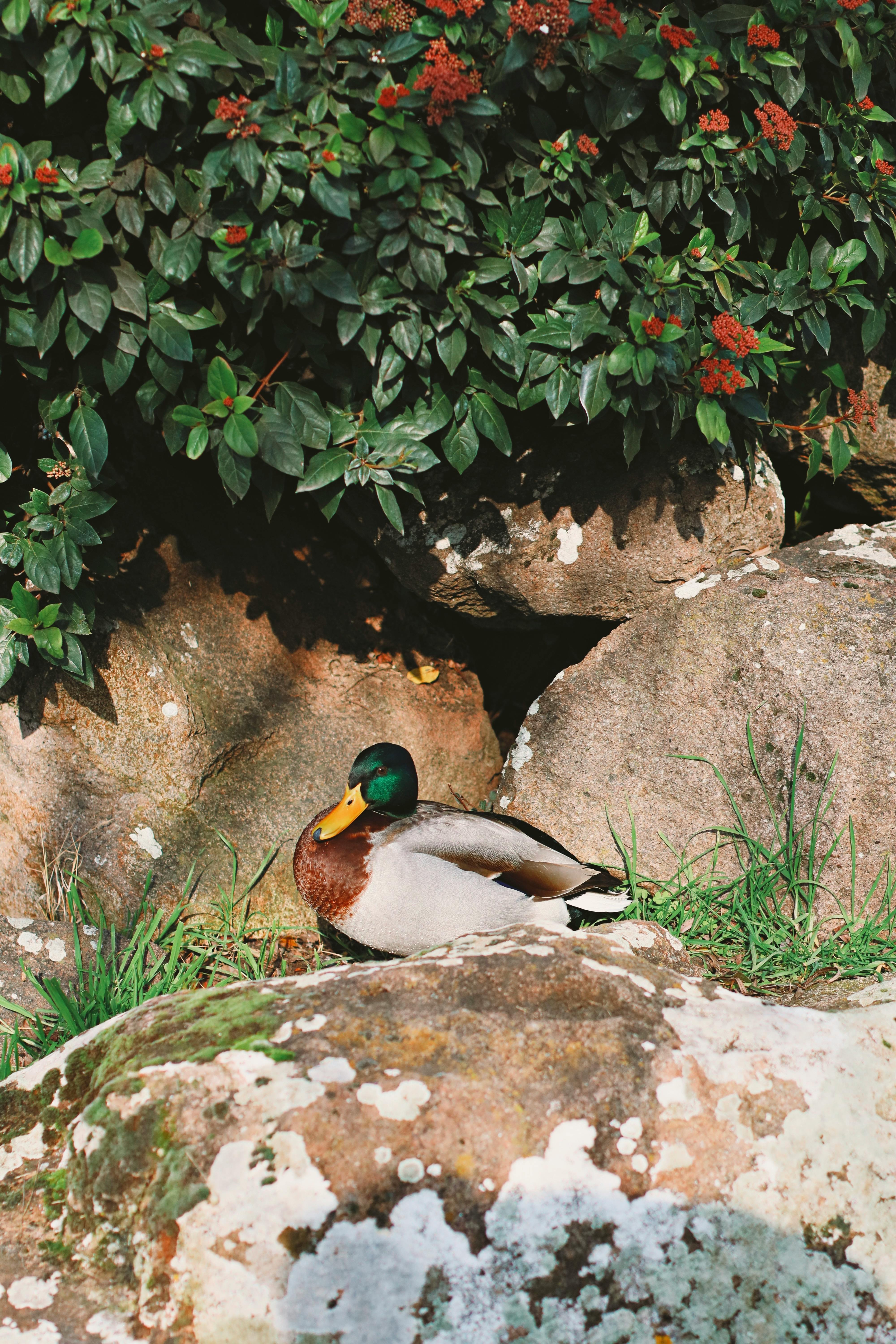 Duck 350 Recensione Photos, Download The BEST Free Duck 350 Recensione ...