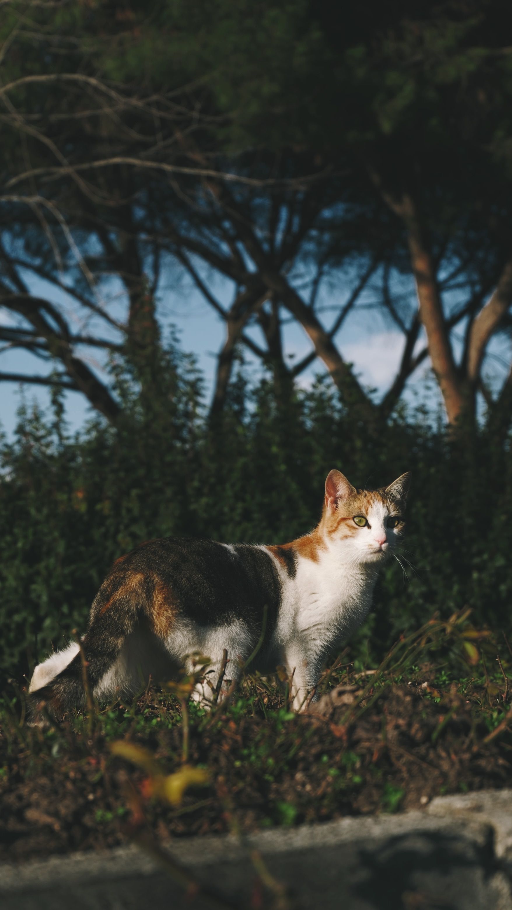 Elegant Cat in Natural Setting with Trees · Free Stock Photo