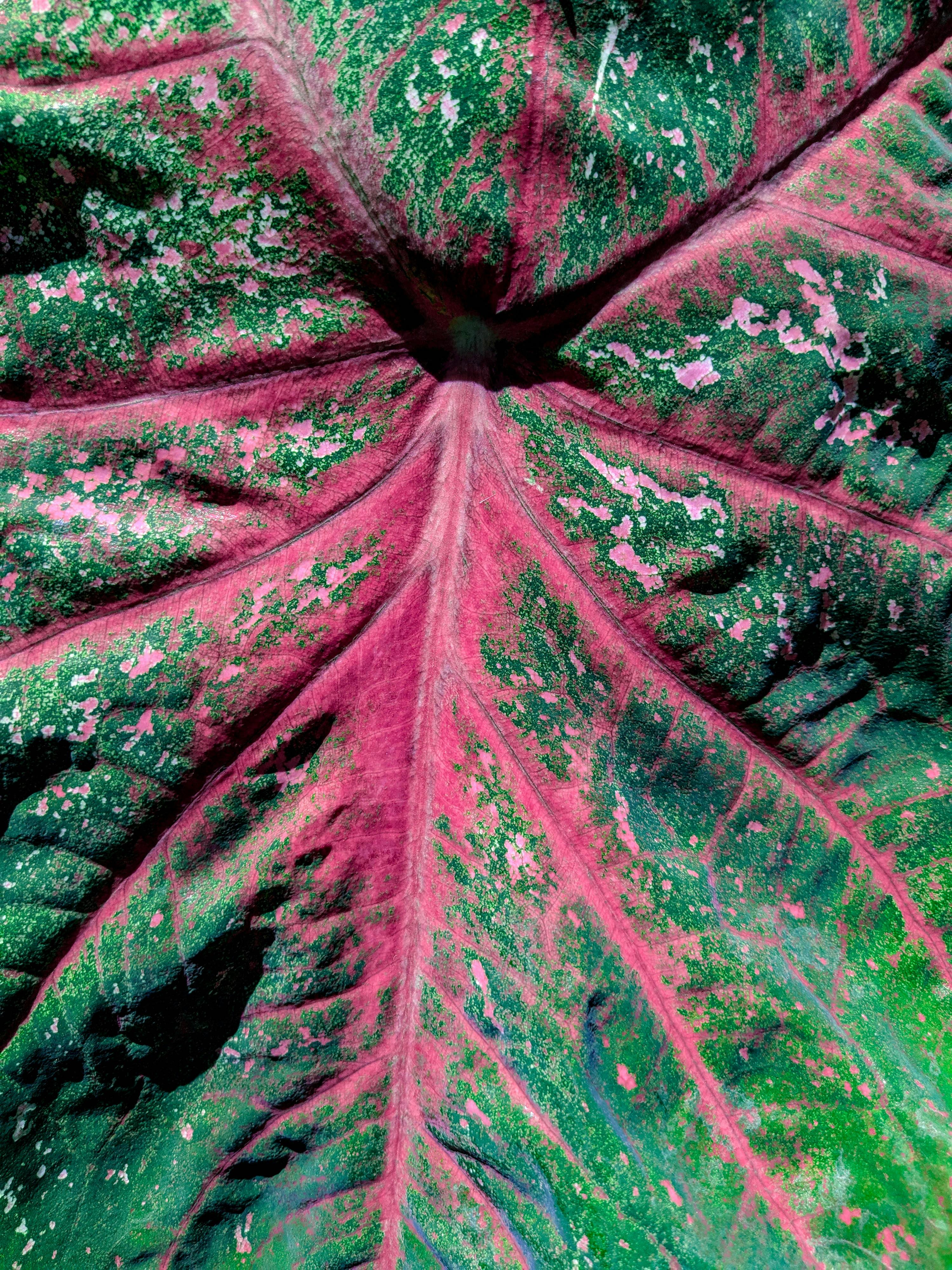 Close-up of a Leaf · Free Stock Photo