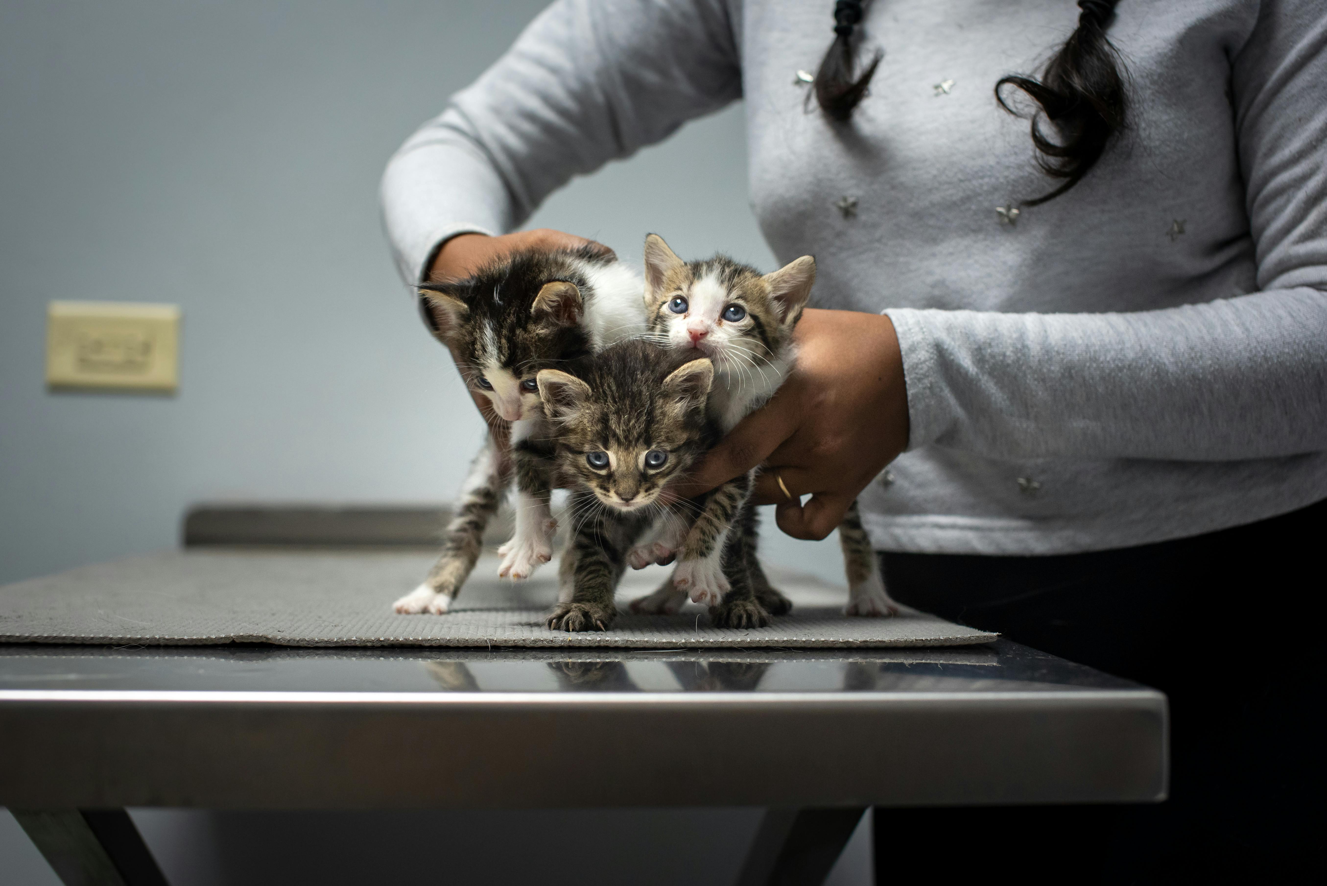 Adorable Rescue Kittens at Veterinary Clinic · Free Stock Photo