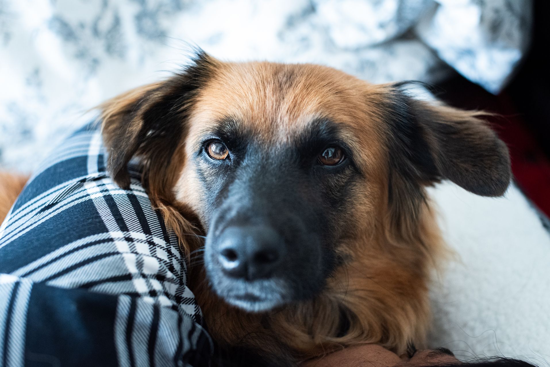 Finding Forever Homes at Humane Society of Northeast Georgia