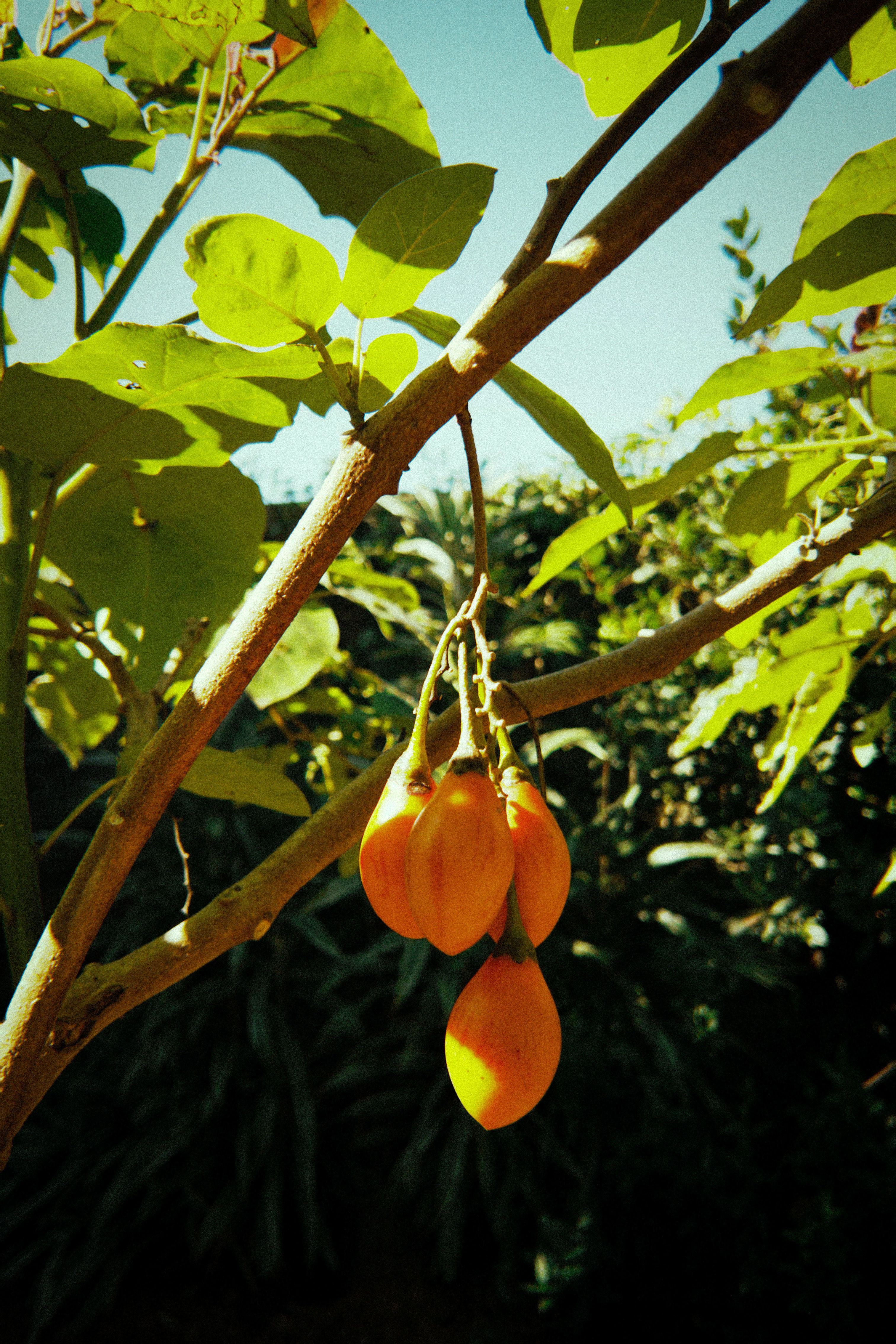 Frutos Tropicales De Tamarillo Colgando De La Rama De Un árbol · Foto ...