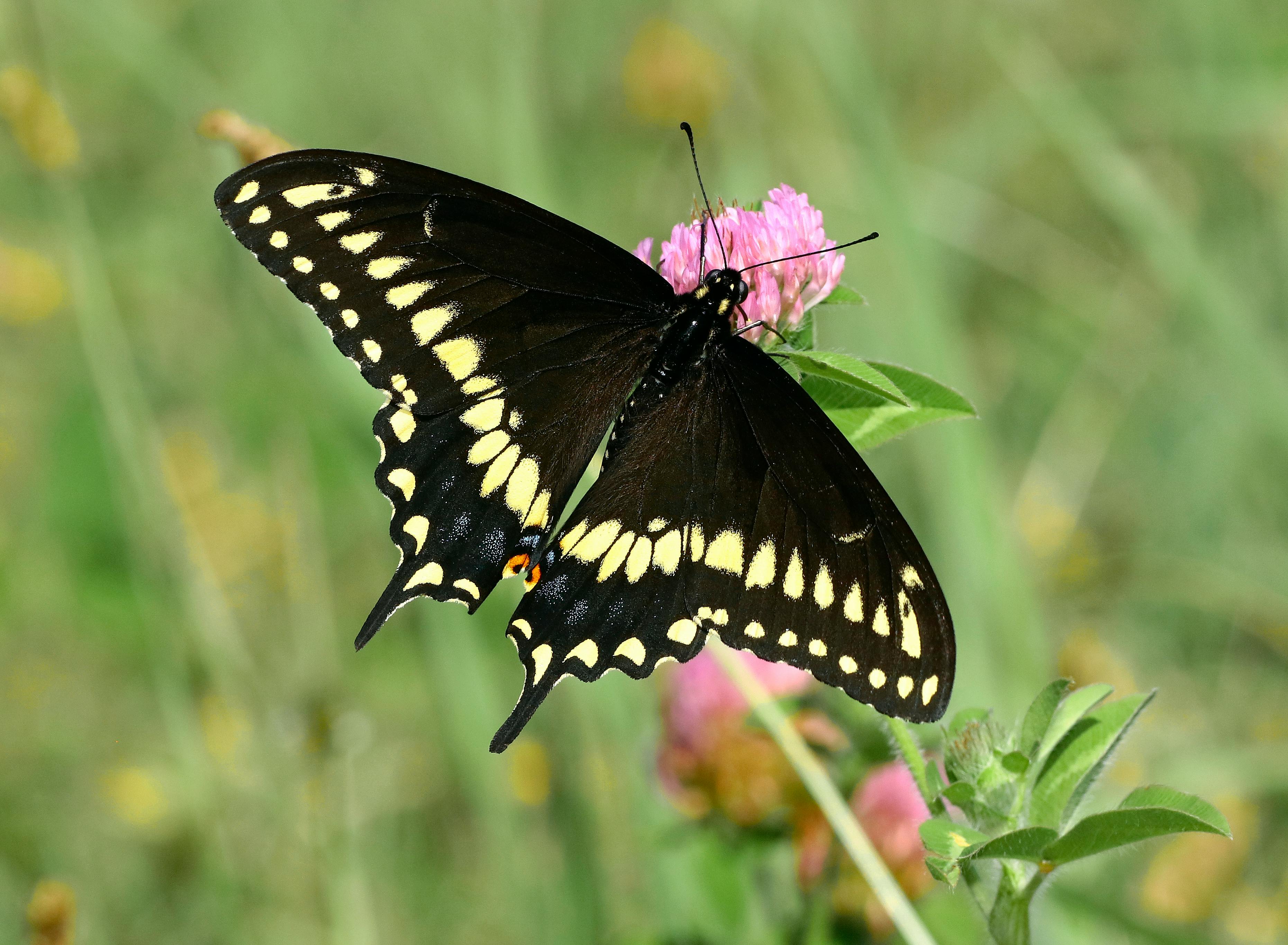 Beautiful Swallowtail Butterfly on Flower · Free Stock Photo