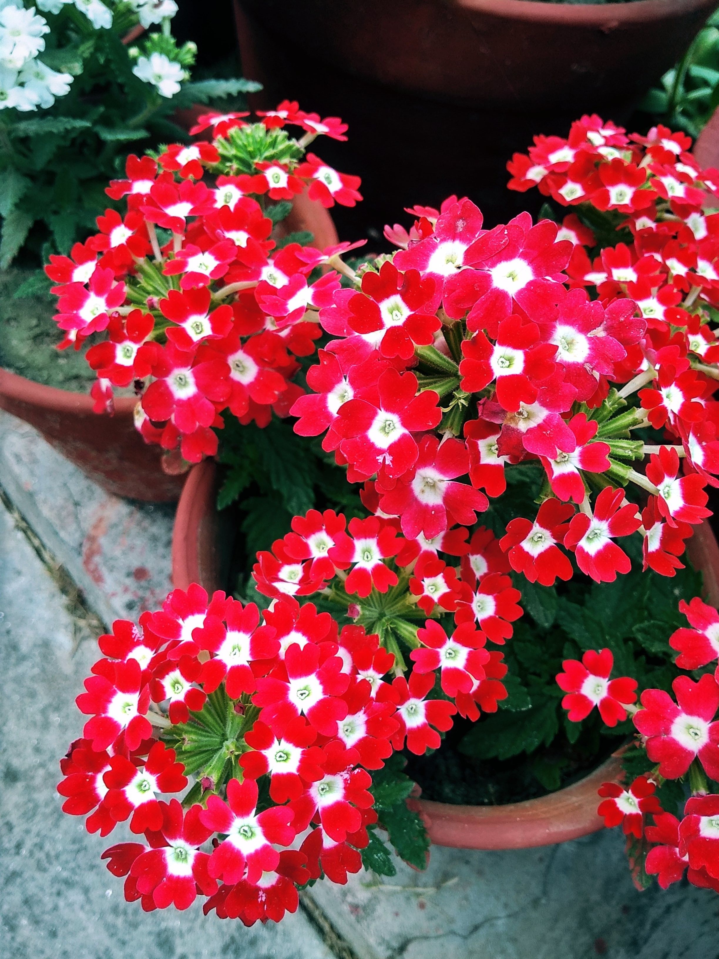 Vibrant Red Verbena Flowers in a Garden Setting · Free Stock Photo