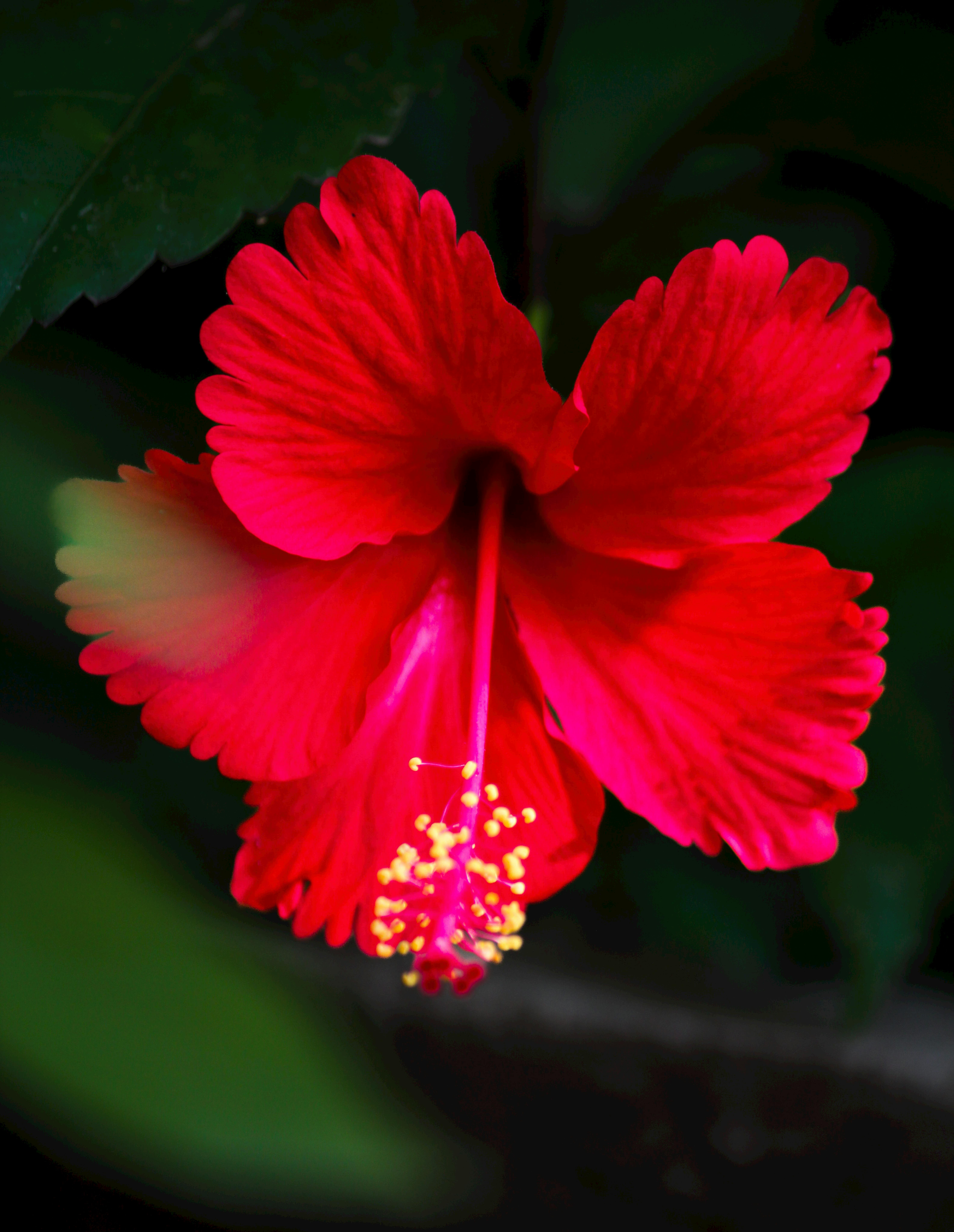 Arish Ali - Photography