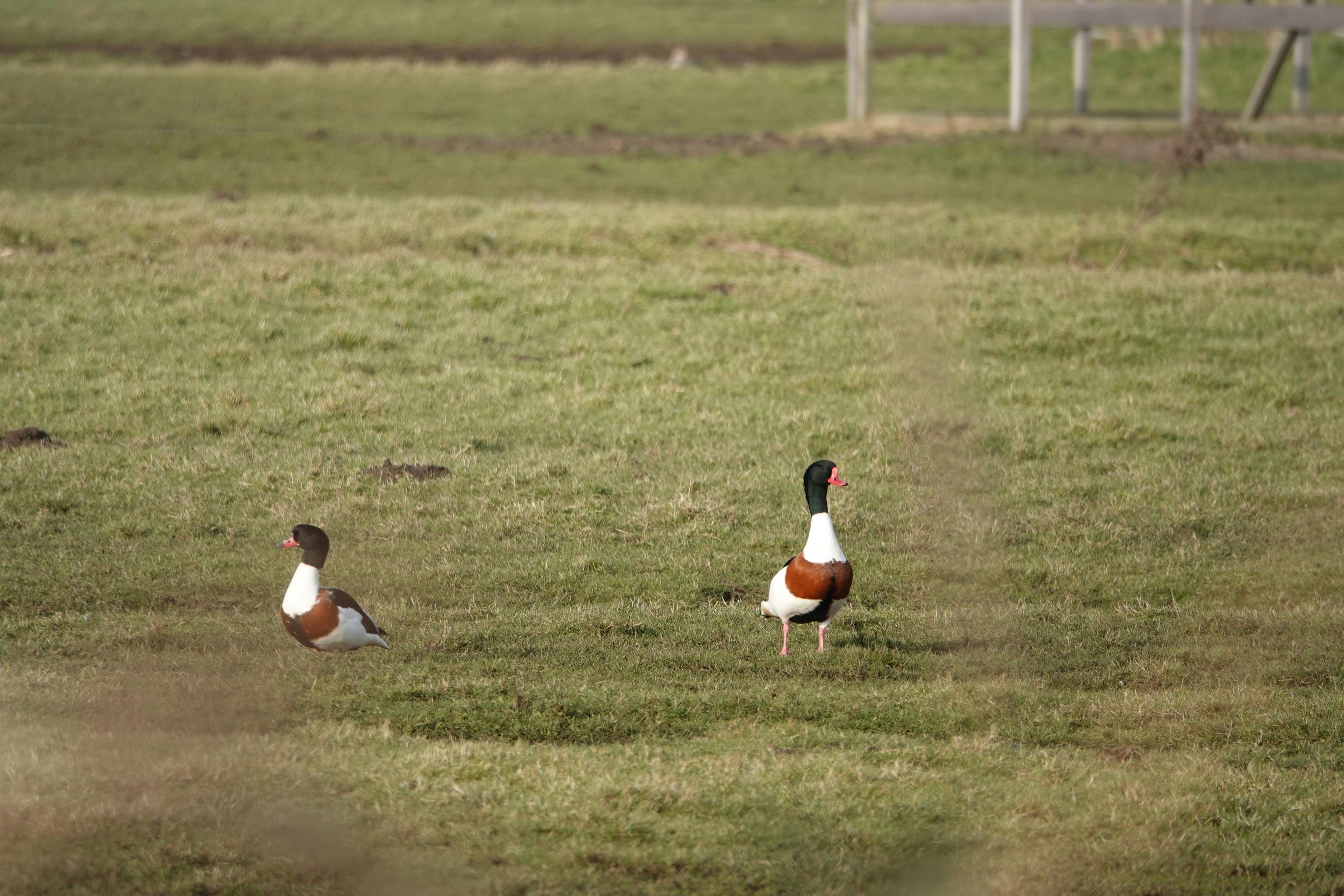 European Shelduck Photos, Download The BEST Free European Shelduck ...