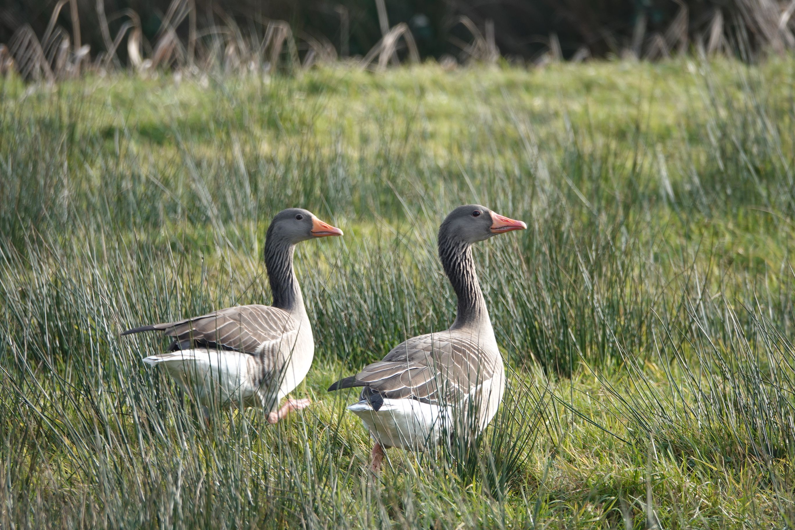 Geese in Tall Grass at Daytime · Free Stock Photo
